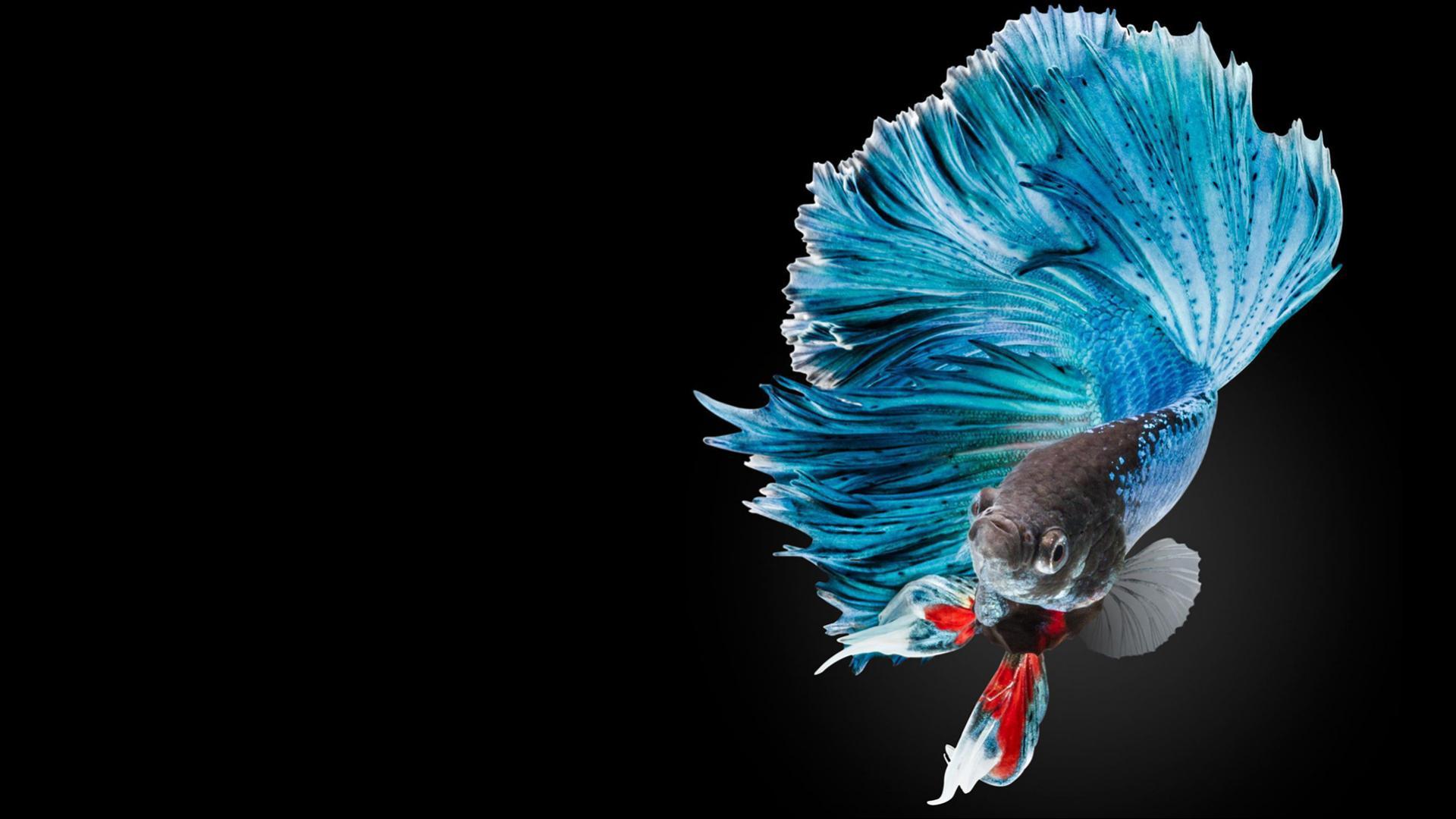 Blue Betta Fish Wallpapers - Top Free Blue Betta Fish Backgrounds ...