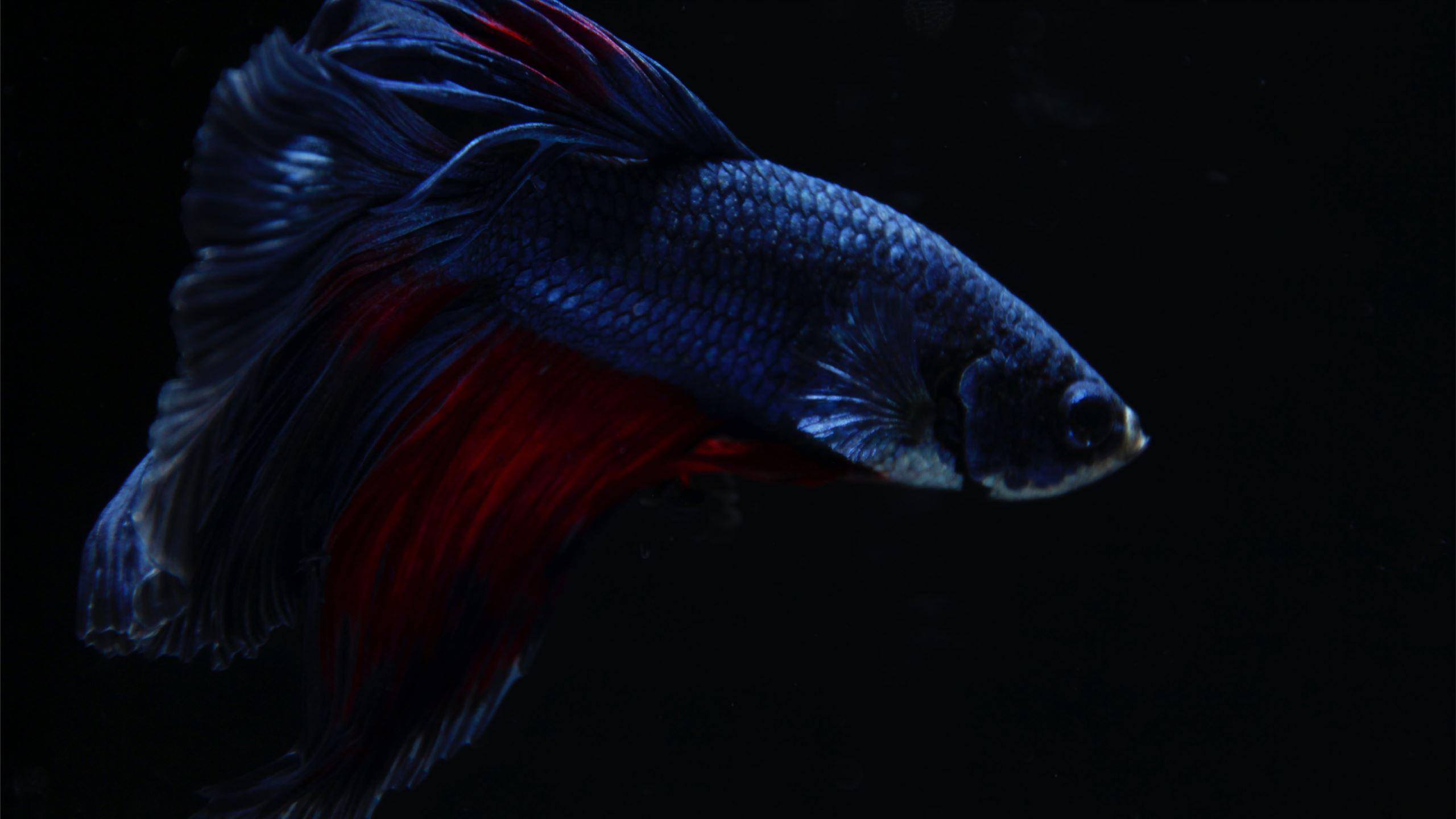 Blue Betta Fish Wallpapers - Top Free Blue Betta Fish Backgrounds ...