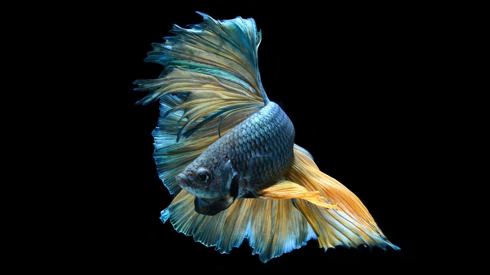 Blue Betta Fish Wallpapers - Top Free Blue Betta Fish Backgrounds ...