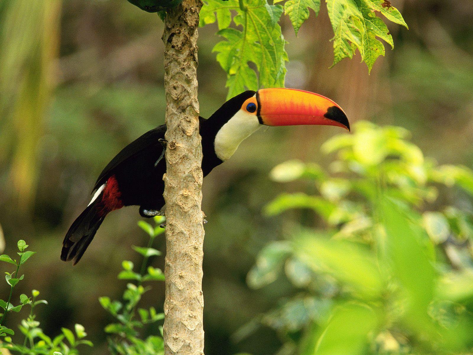 Tropical Rainforest Animals Wallpapers - Top Free Tropical Rainforest ...