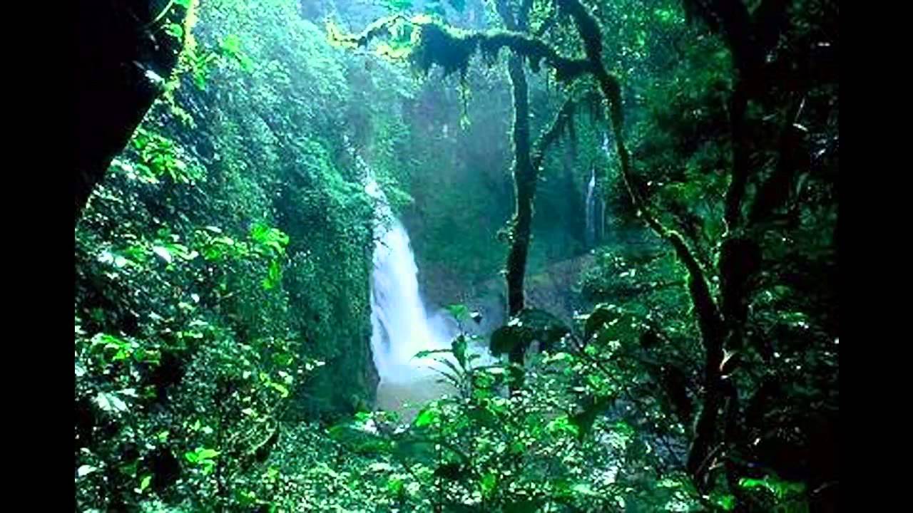 Brazil Rainforest Wallpapers - Top Free Brazil Rainforest Backgrounds ...