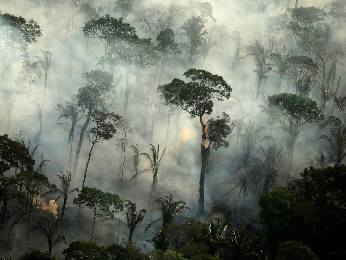 Brazil Rainforest Wallpapers - Top Free Brazil Rainforest Backgrounds ...