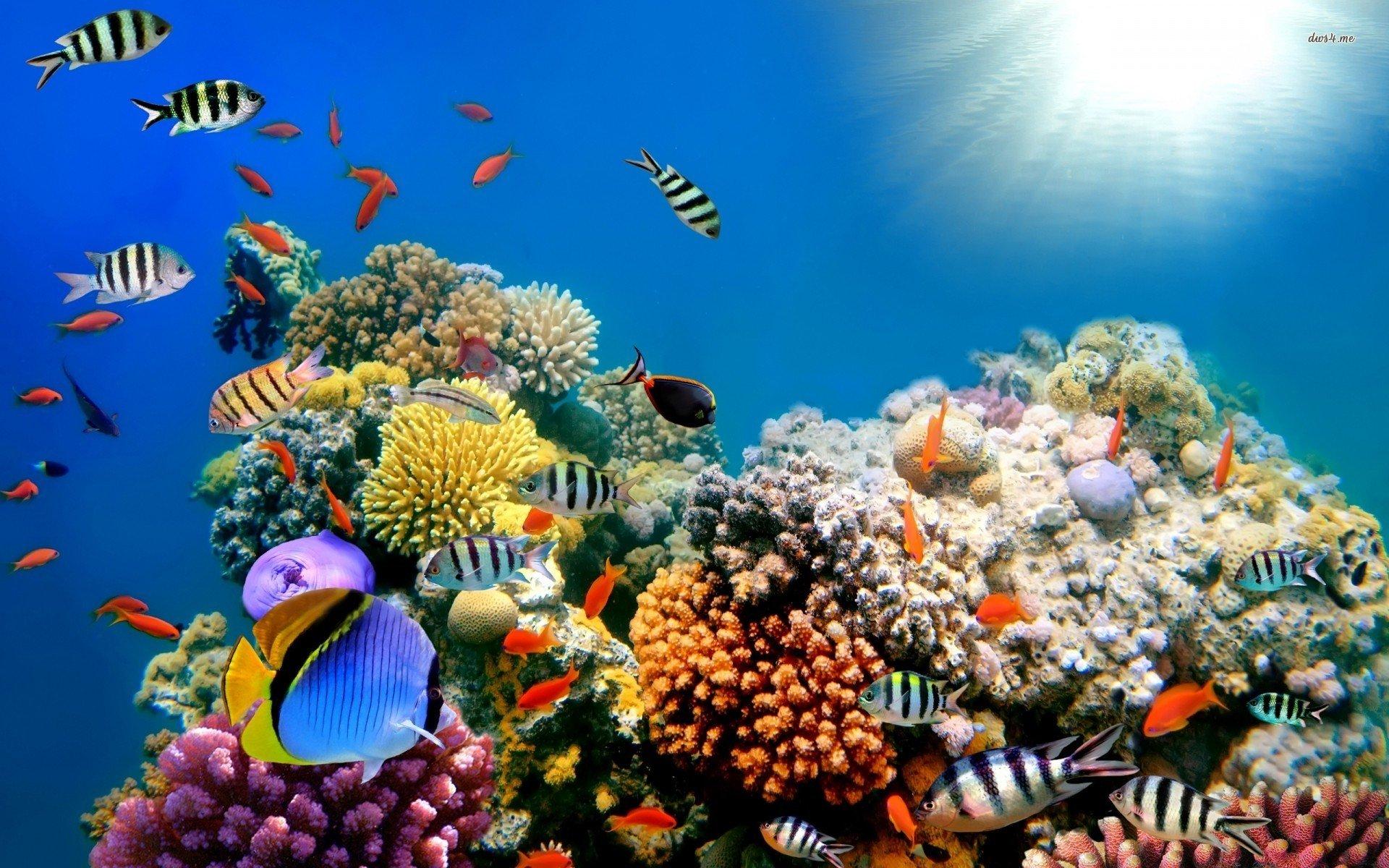Cool Coral Reef Wallpapers - Top Free Cool Coral Reef Backgrounds ...
