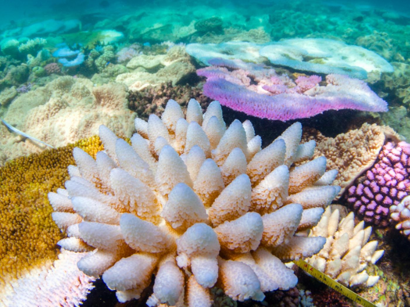 Cool Coral Reef Wallpapers - Top Free Cool Coral Reef Backgrounds ...