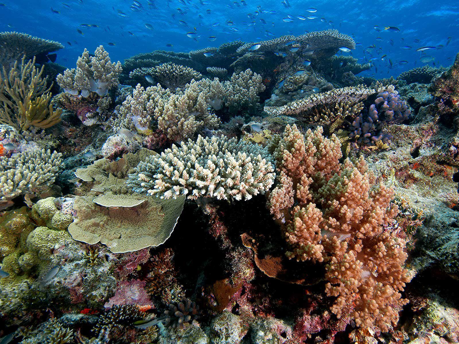 Cool Coral Reef Wallpapers - Top Free Cool Coral Reef Backgrounds ...