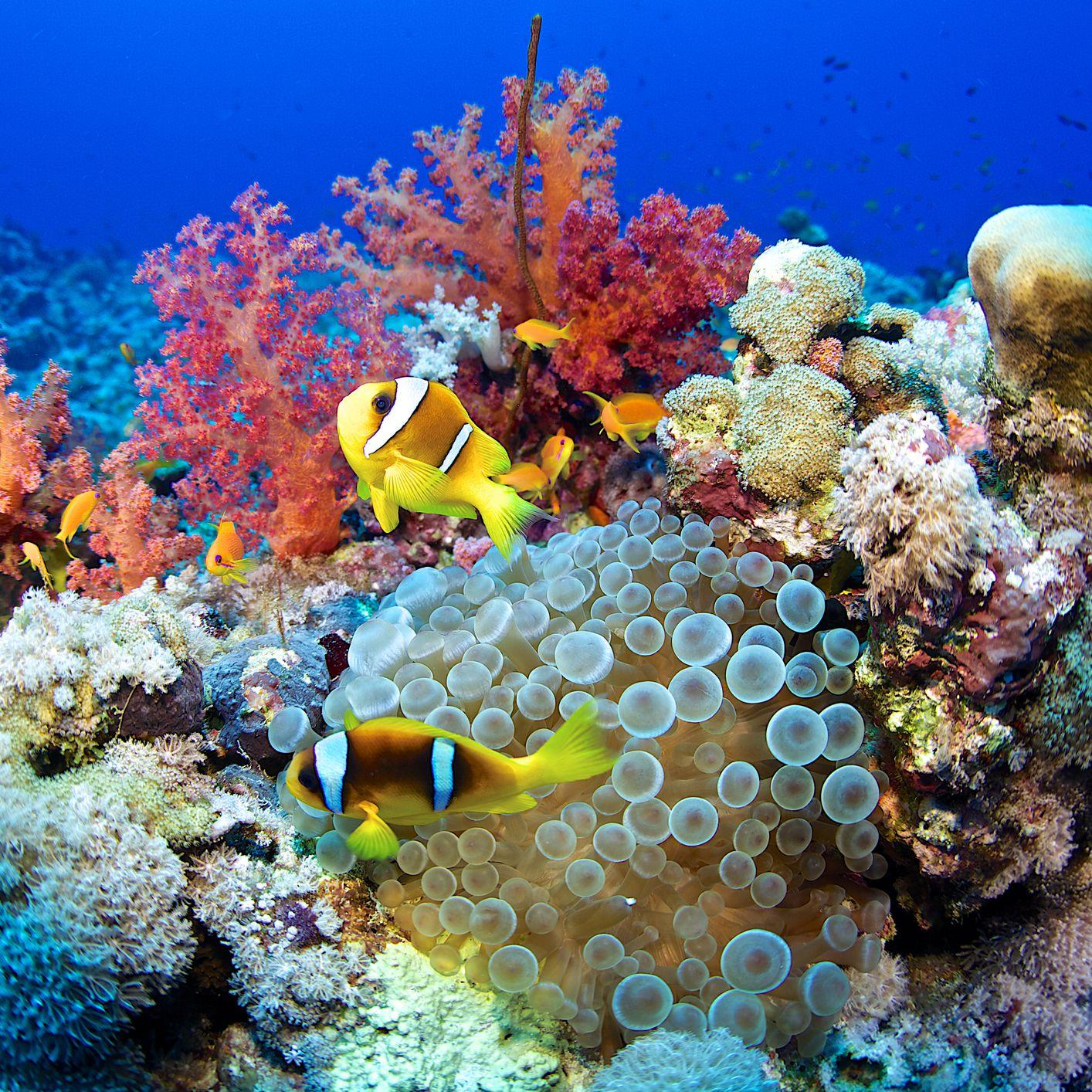 Cool Coral Reef Wallpapers - Top Free Cool Coral Reef Backgrounds ...