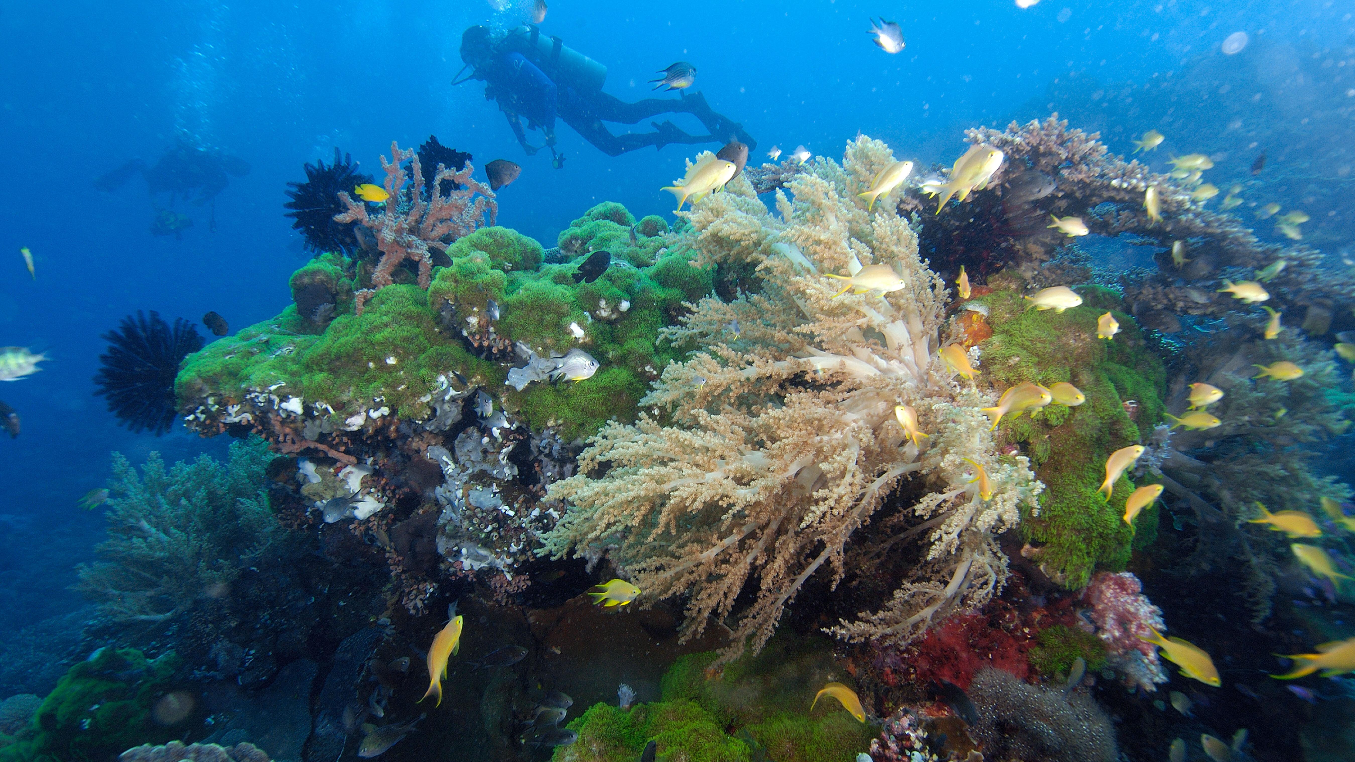 Cool Coral Reef Wallpapers - Top Free Cool Coral Reef Backgrounds ...