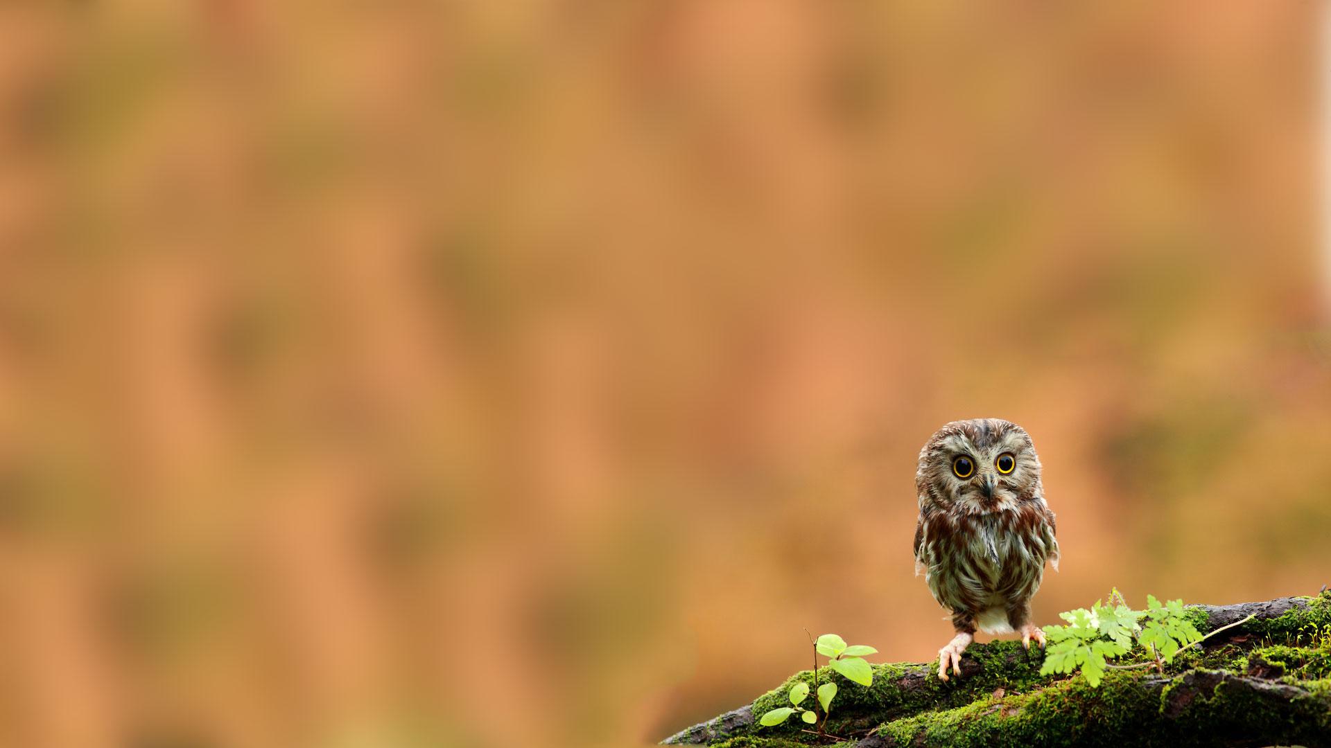 Baby Owl Desktop Wallpapers - Top Free Baby Owl Desktop Backgrounds ...