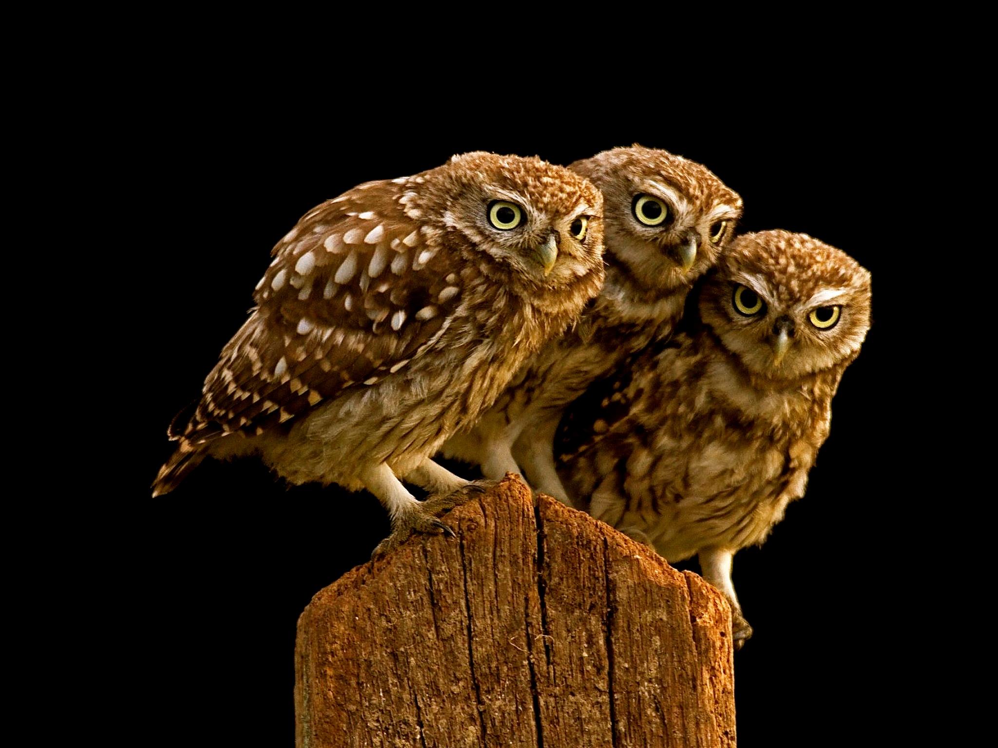 Baby Owl Desktop Wallpapers - Top Free Baby Owl Desktop Backgrounds ...