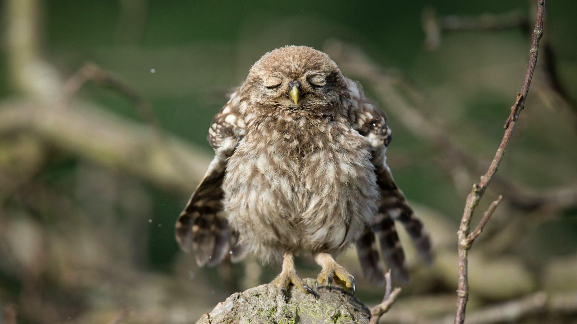 Cute Baby Owl Desktop Wallpapers - Top Free Cute Baby Owl Desktop ...