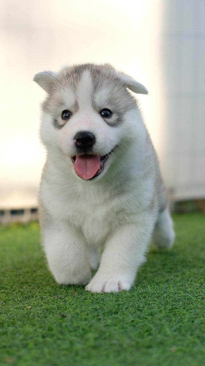 Cute Husky Puppies Wallpapers - Top Free Cute Husky Puppies Backgrounds ...