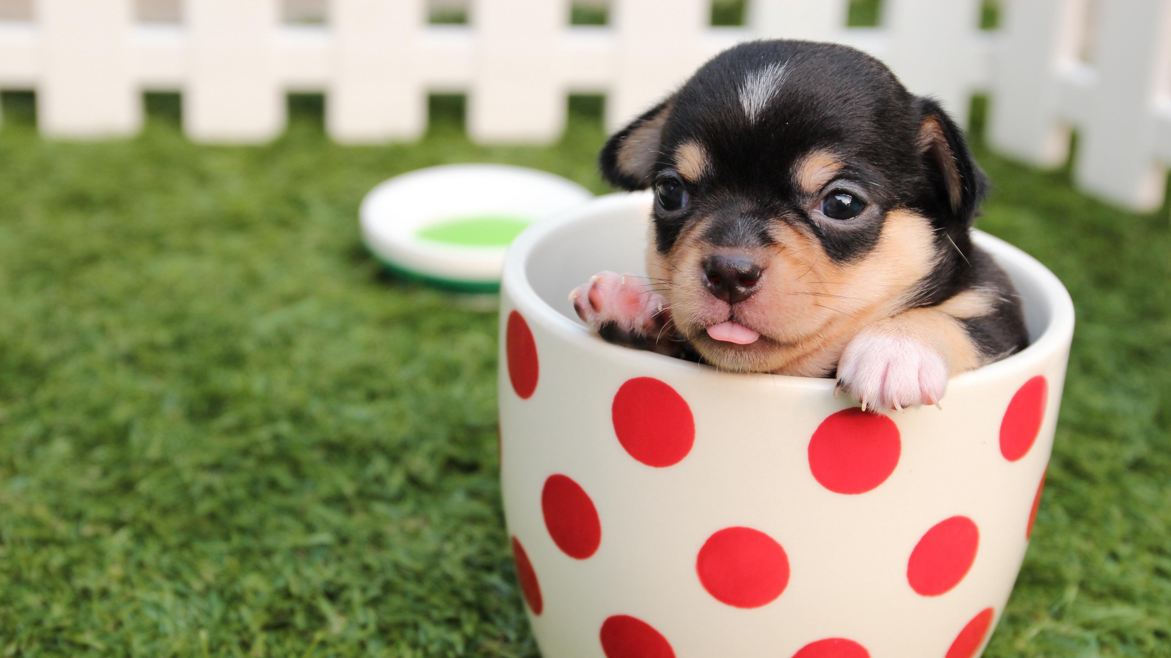 Cute Puppy 4K Wallpapers - Top Free Cute Puppy 4K Backgrounds ...