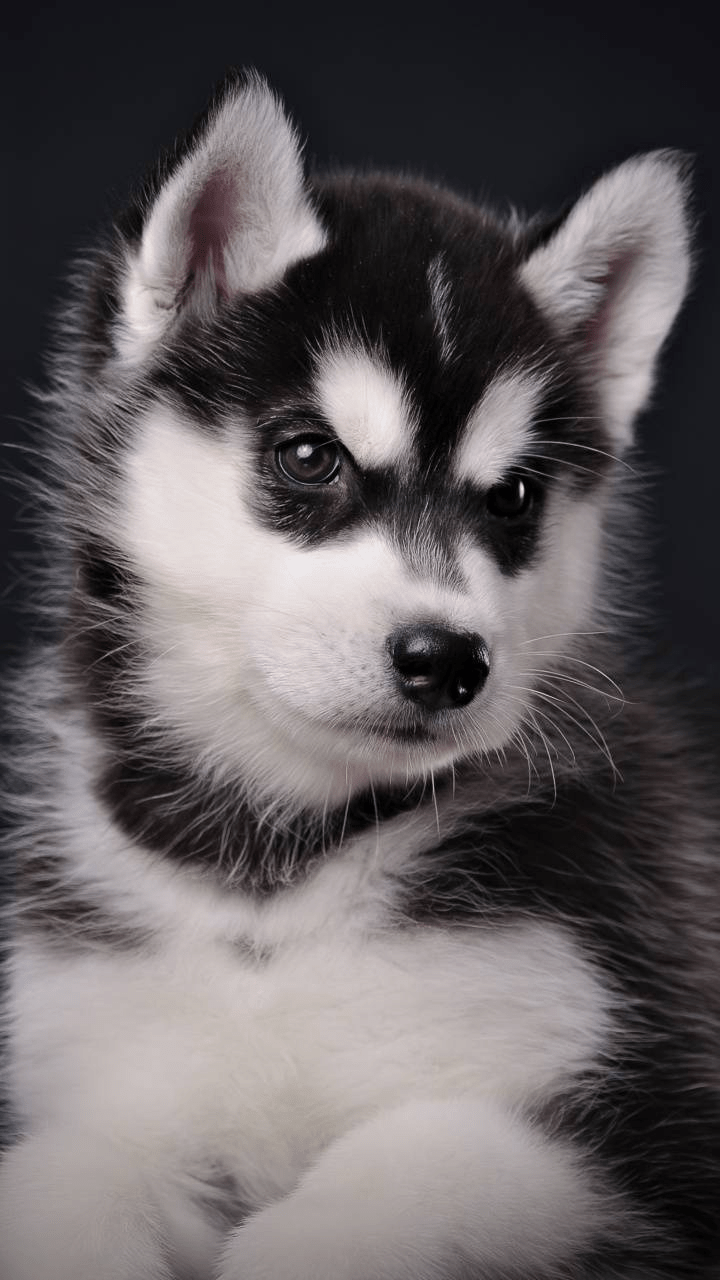 Cute Husky Puppies Wallpapers - Top Free Cute Husky Puppies Backgrounds ...