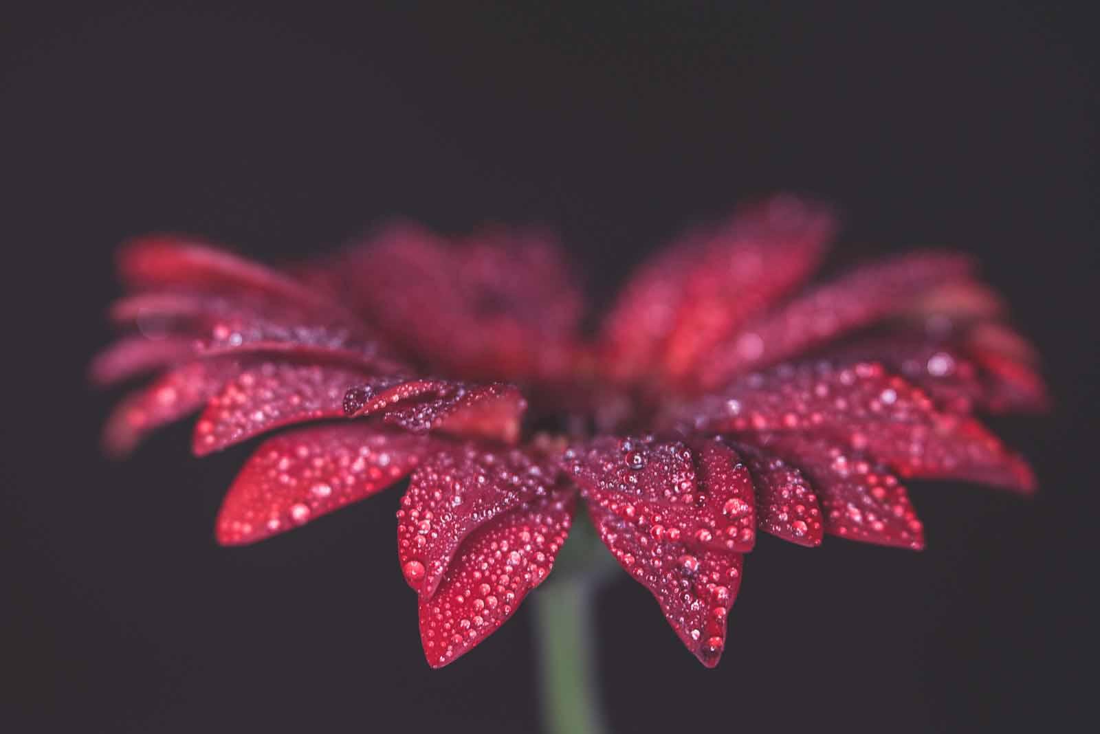 Floral Photography Wallpapers - Top Free Floral Photography Backgrounds ...