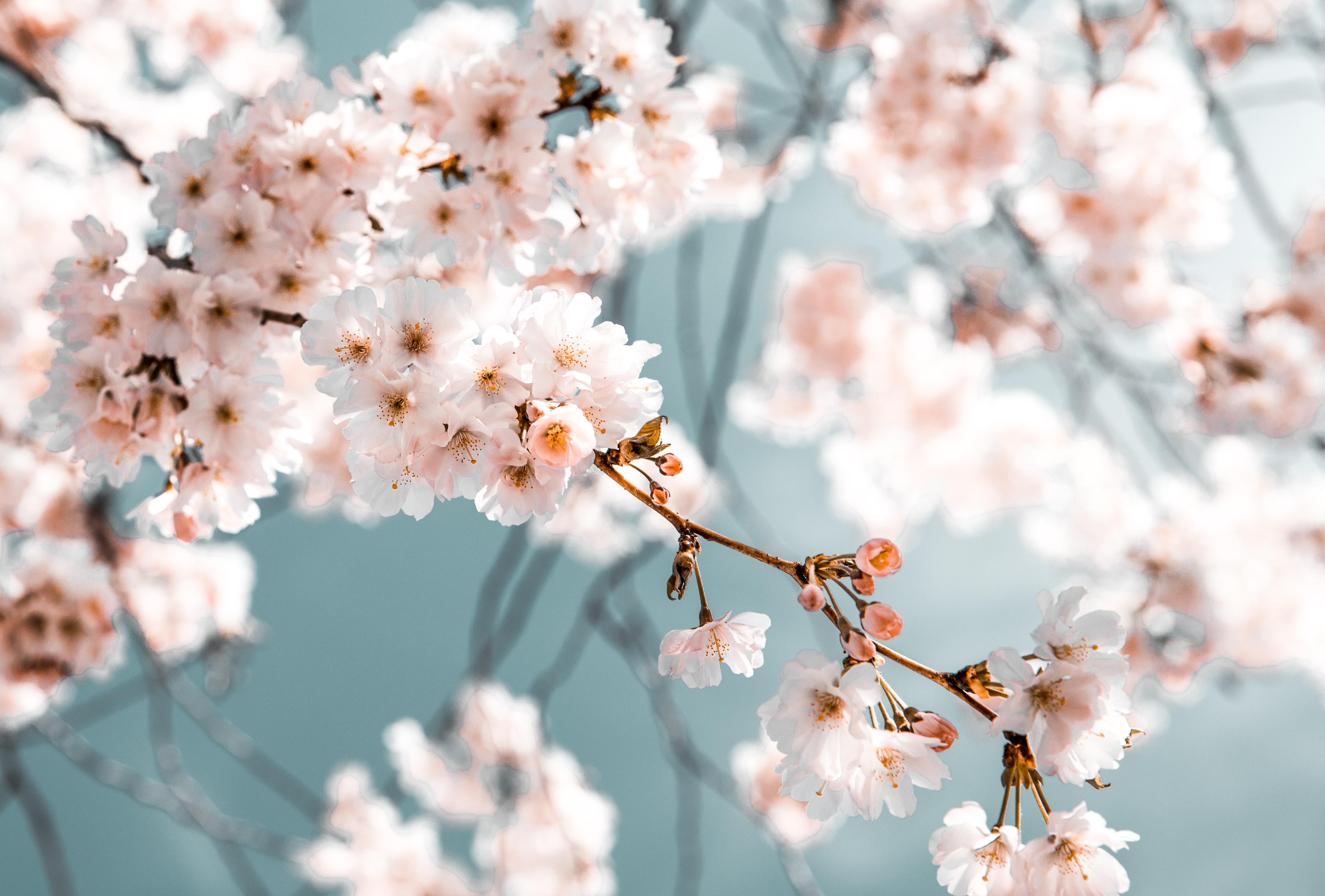 Spring Aesthetic Desktop Wallpapers - Top Free Spring Aesthetic Desktop ...