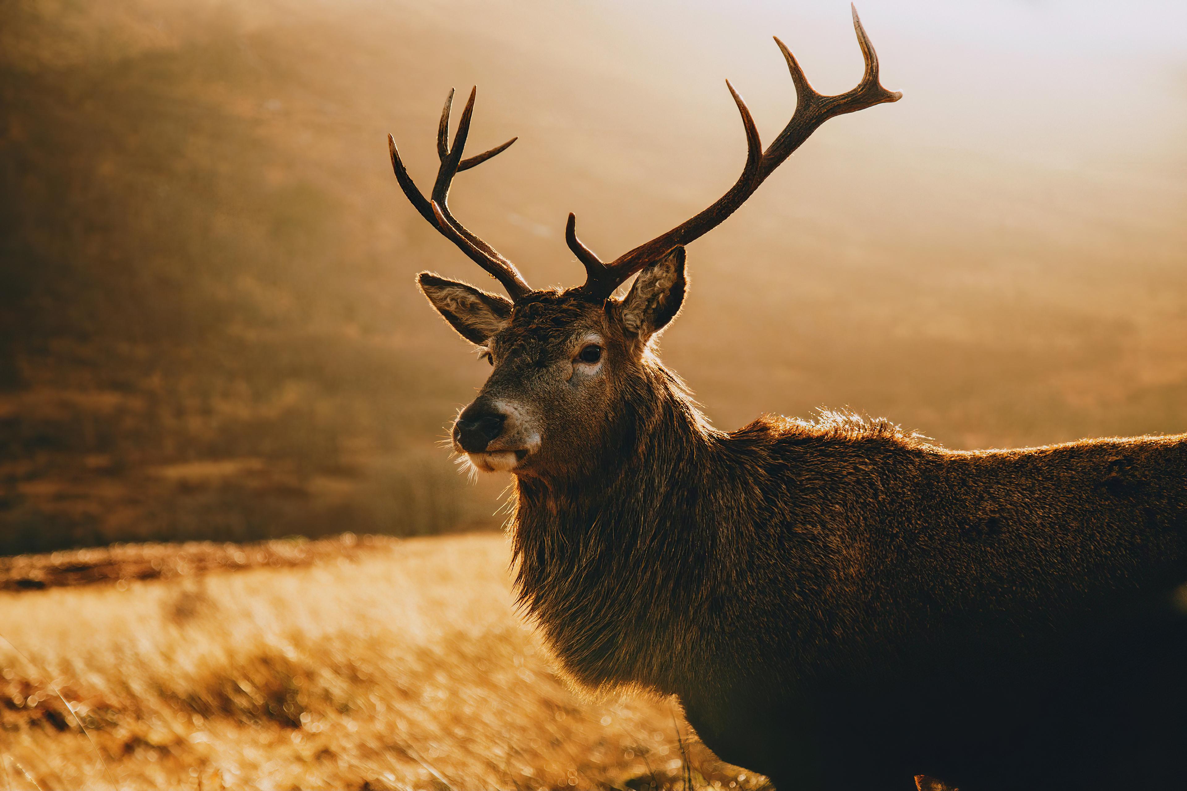 Deer Landscape Wallpapers - Top Free Deer Landscape Backgrounds ...