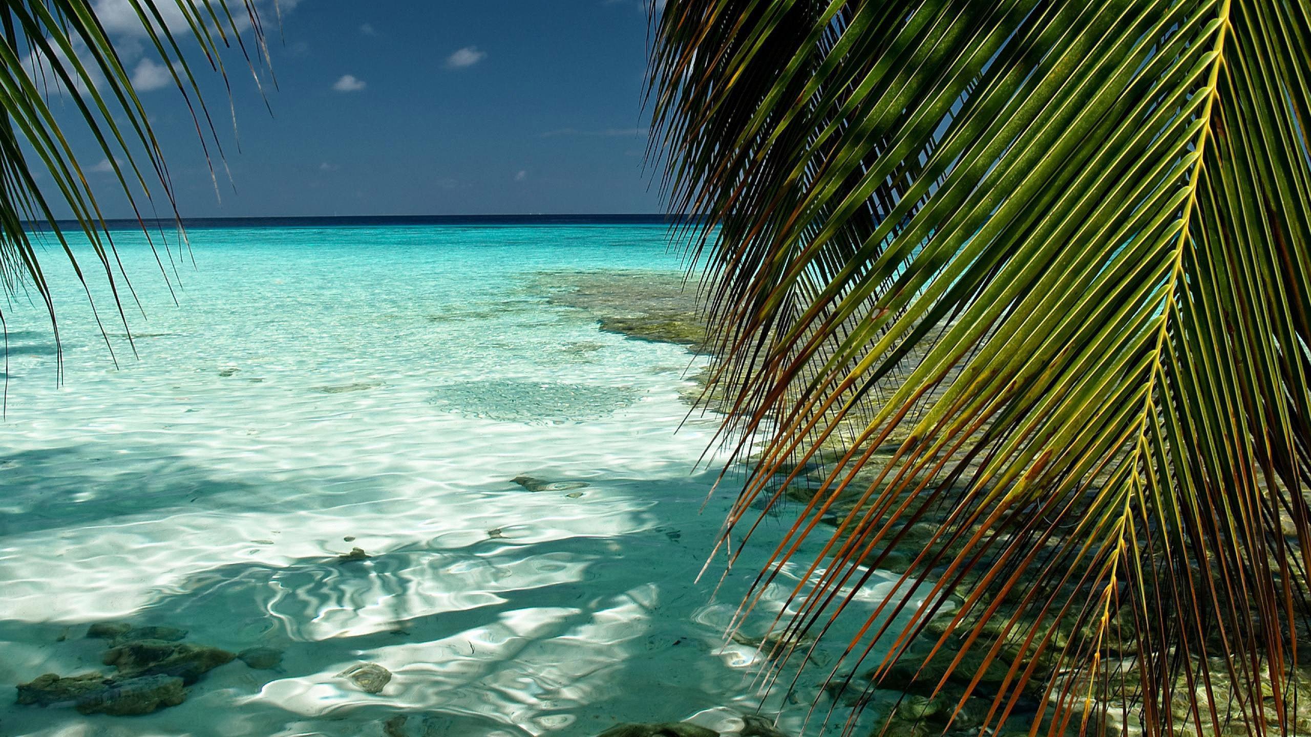 Palm Tree Laptop Wallpapers - Top Free Palm Tree Laptop Backgrounds ...