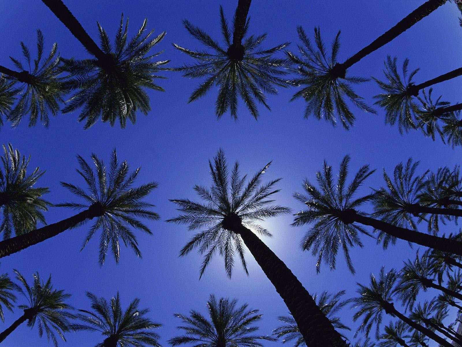 Palm Tree Laptop Wallpapers - Top Free Palm Tree Laptop Backgrounds ...