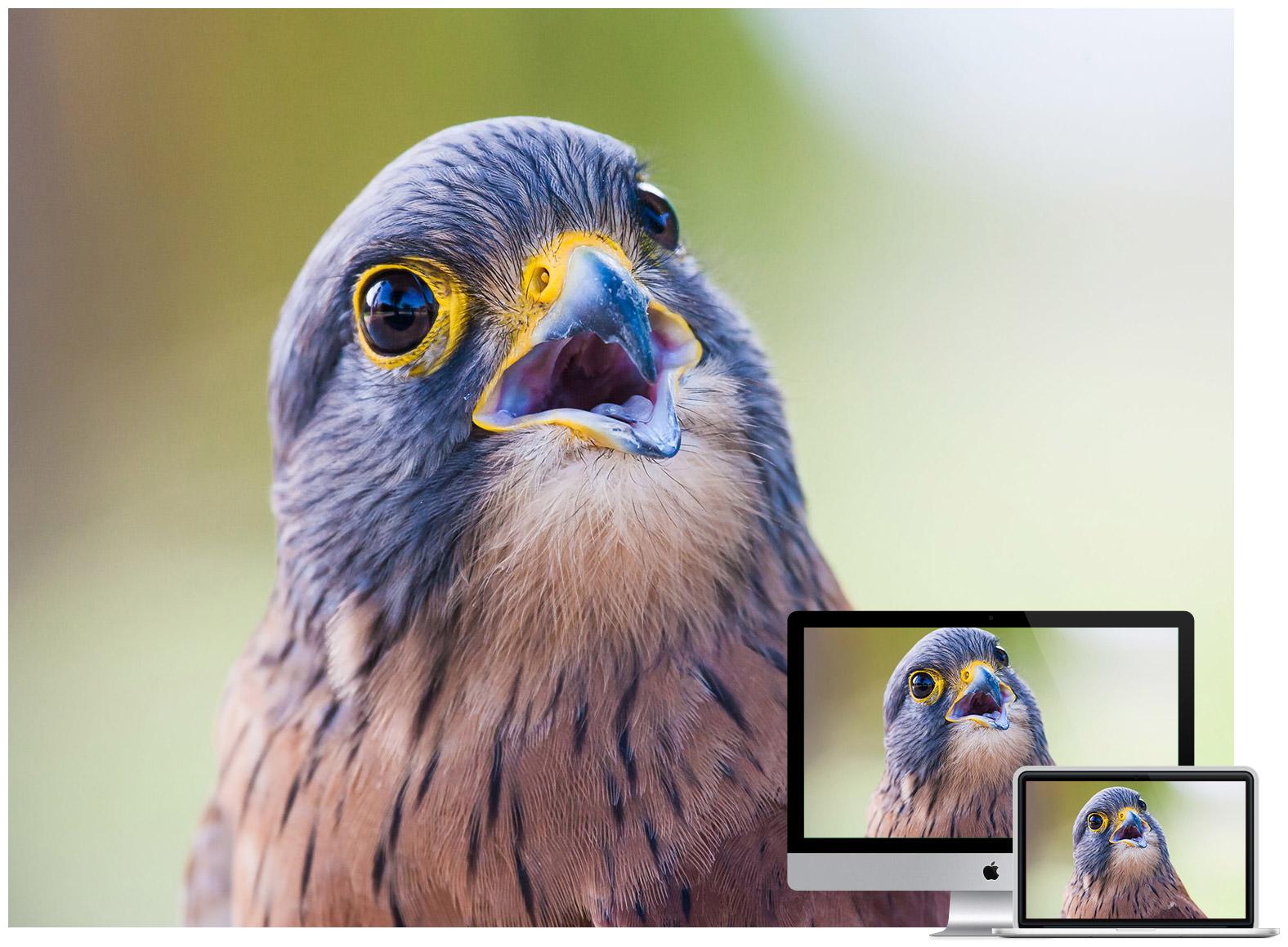 Cool Bird Wallpapers - Top Free Cool Bird Backgrounds - WallpaperAccess