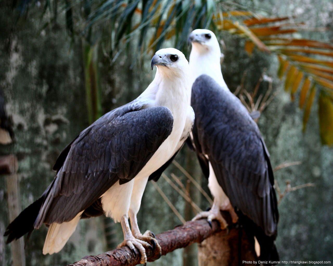 Cool Bird Wallpapers - Top Free Cool Bird Backgrounds - WallpaperAccess