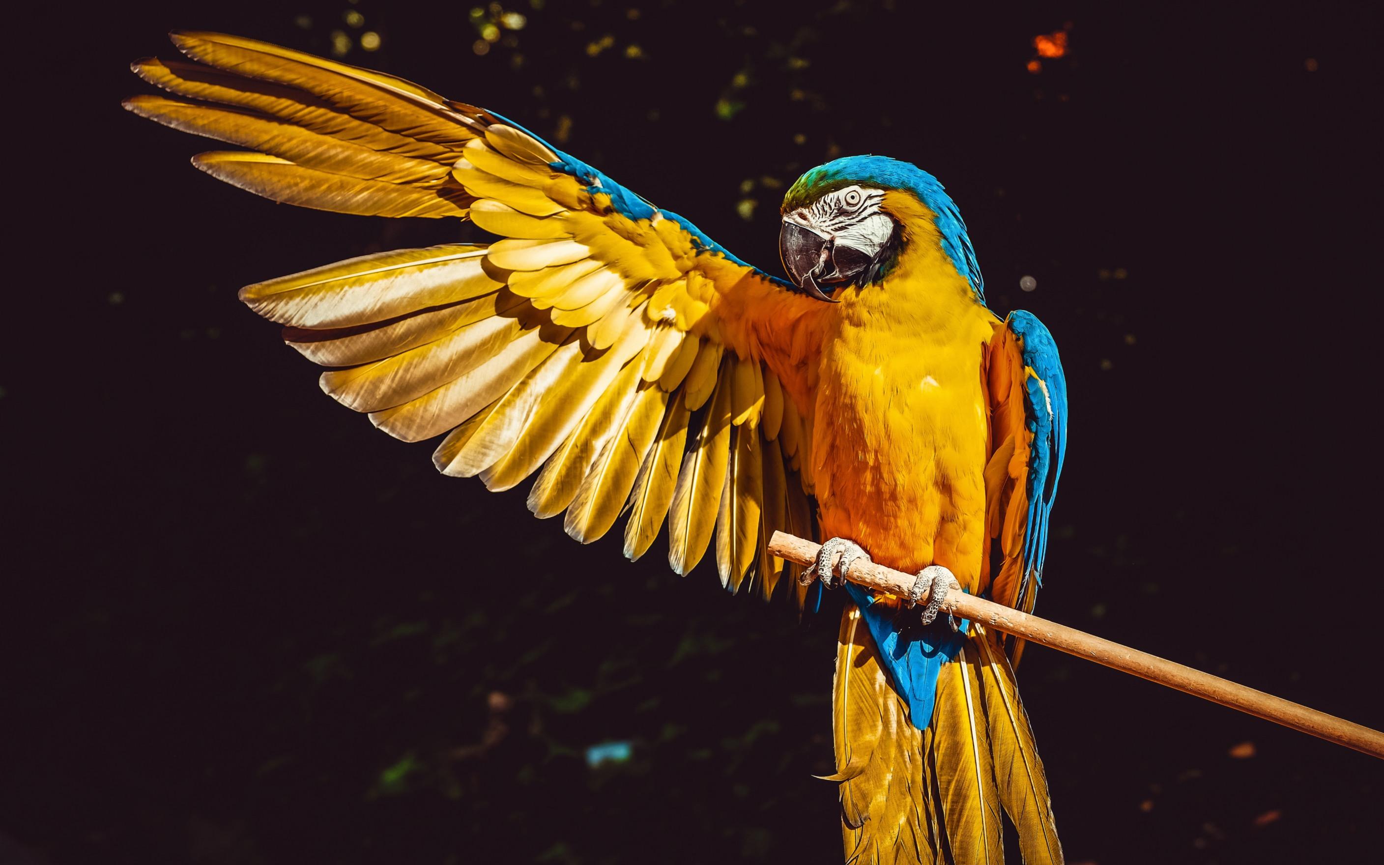 Cool Bird Wallpapers - Top Free Cool Bird Backgrounds - WallpaperAccess