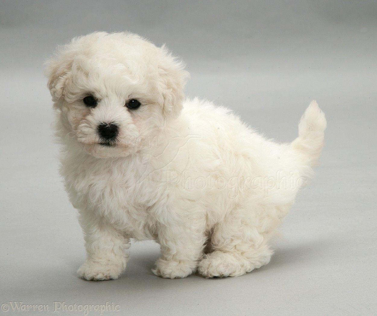 Bichon Wallpapers - Top Free Bichon Backgrounds - WallpaperAccess