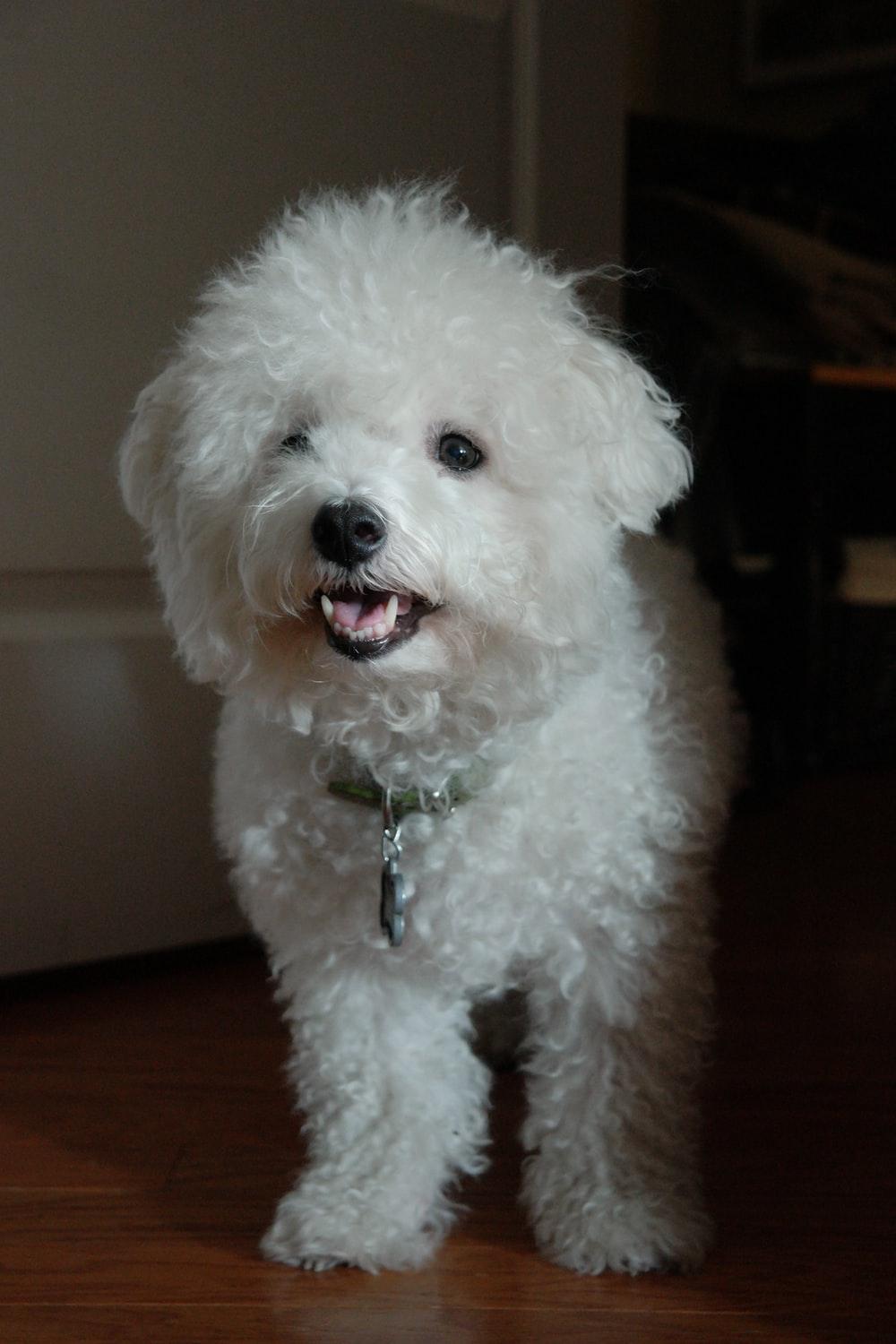 Bichon Wallpapers - Top Free Bichon Backgrounds - WallpaperAccess