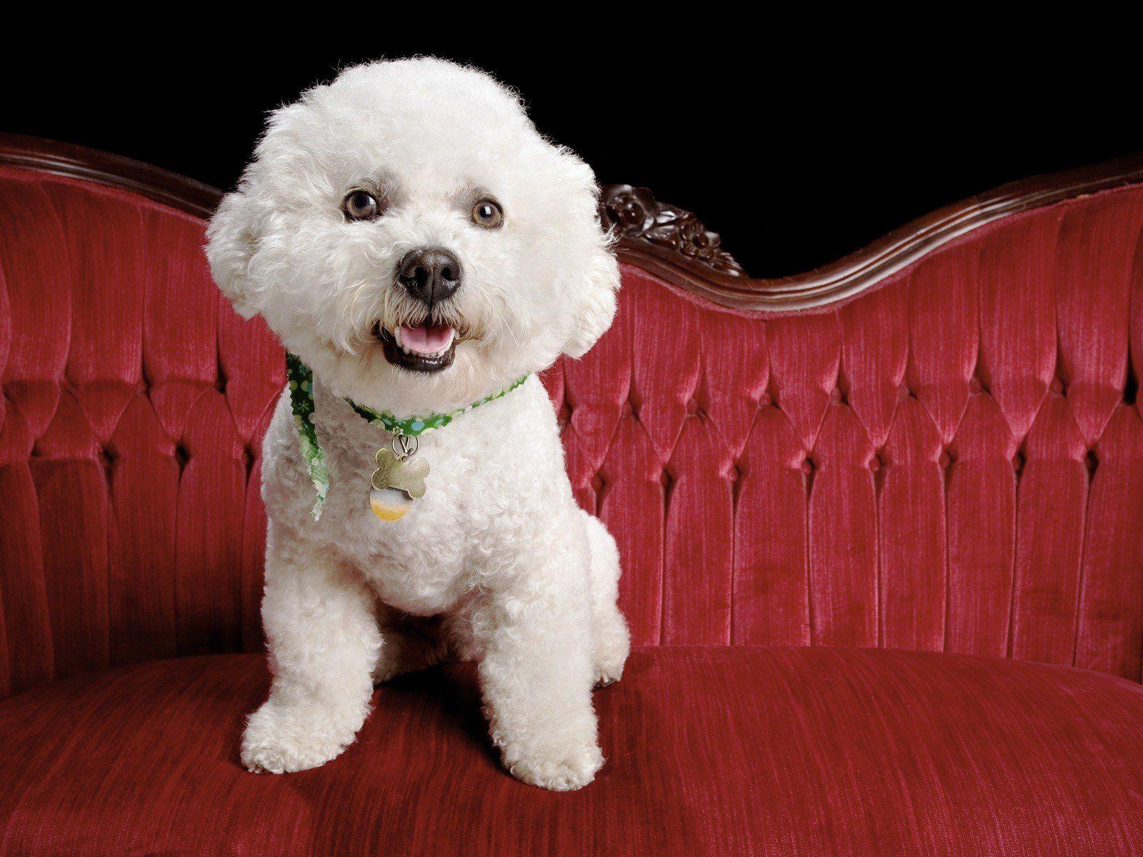 Bichon Wallpapers - Top Free Bichon Backgrounds - WallpaperAccess