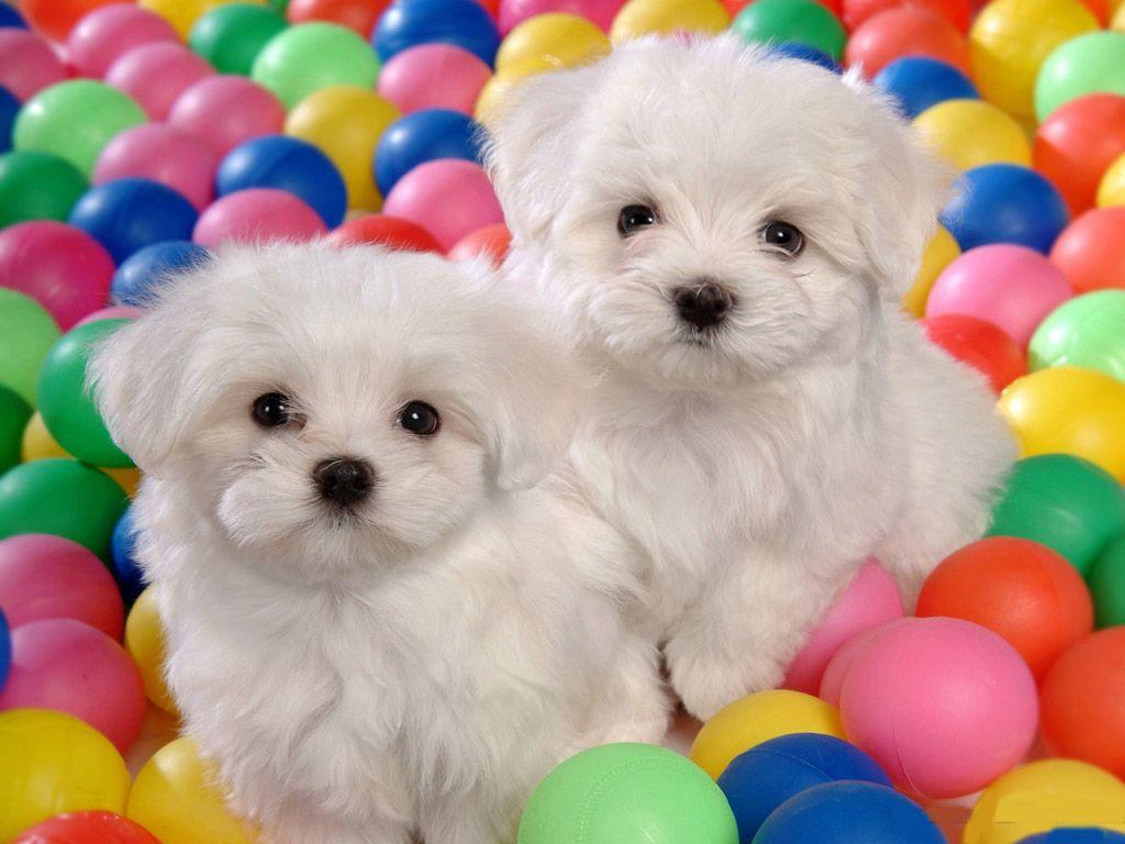 Bichon Wallpapers - Top Free Bichon Backgrounds - WallpaperAccess