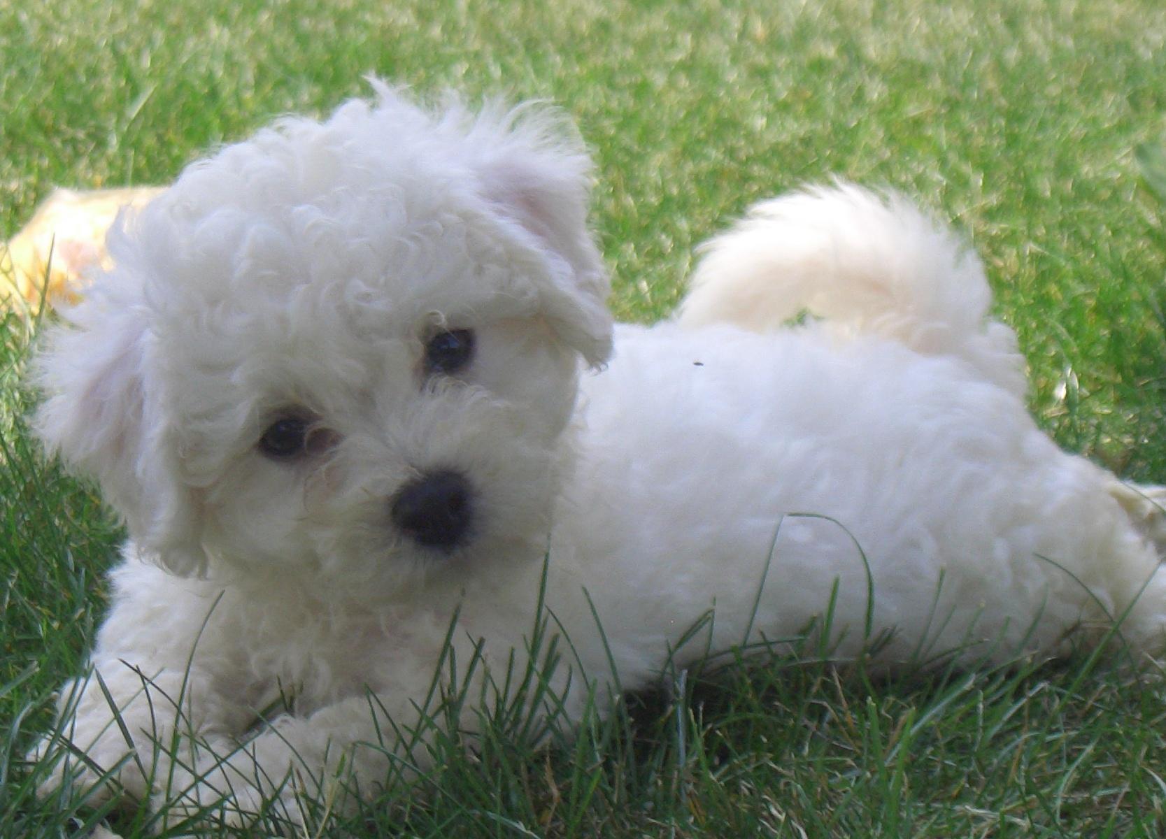 Bichon Wallpapers - Top Free Bichon Backgrounds - WallpaperAccess