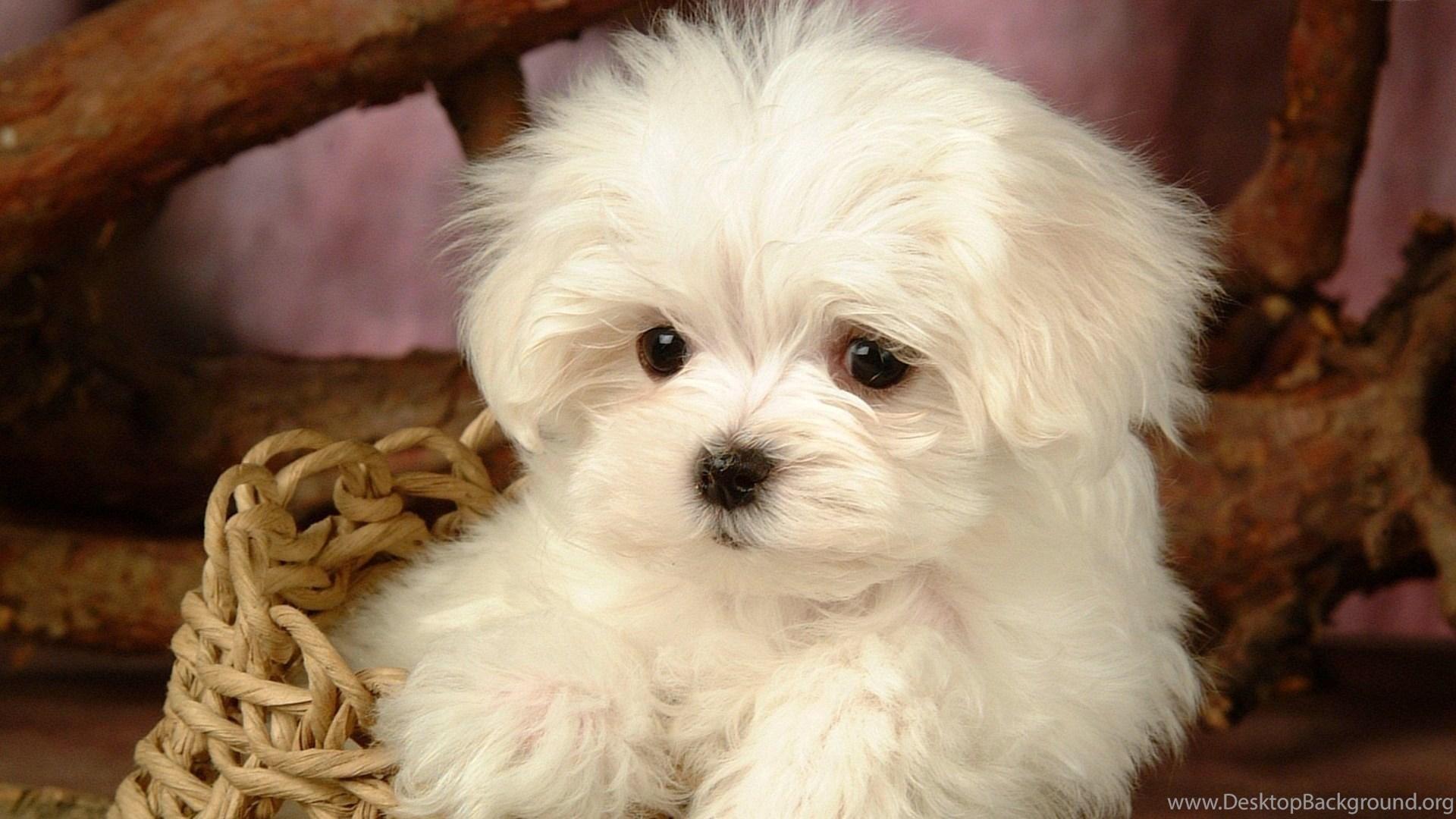 Bichon Wallpapers - Top Free Bichon Backgrounds - WallpaperAccess