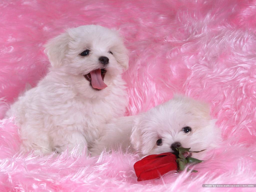 Bichon Wallpapers - Top Free Bichon Backgrounds - WallpaperAccess
