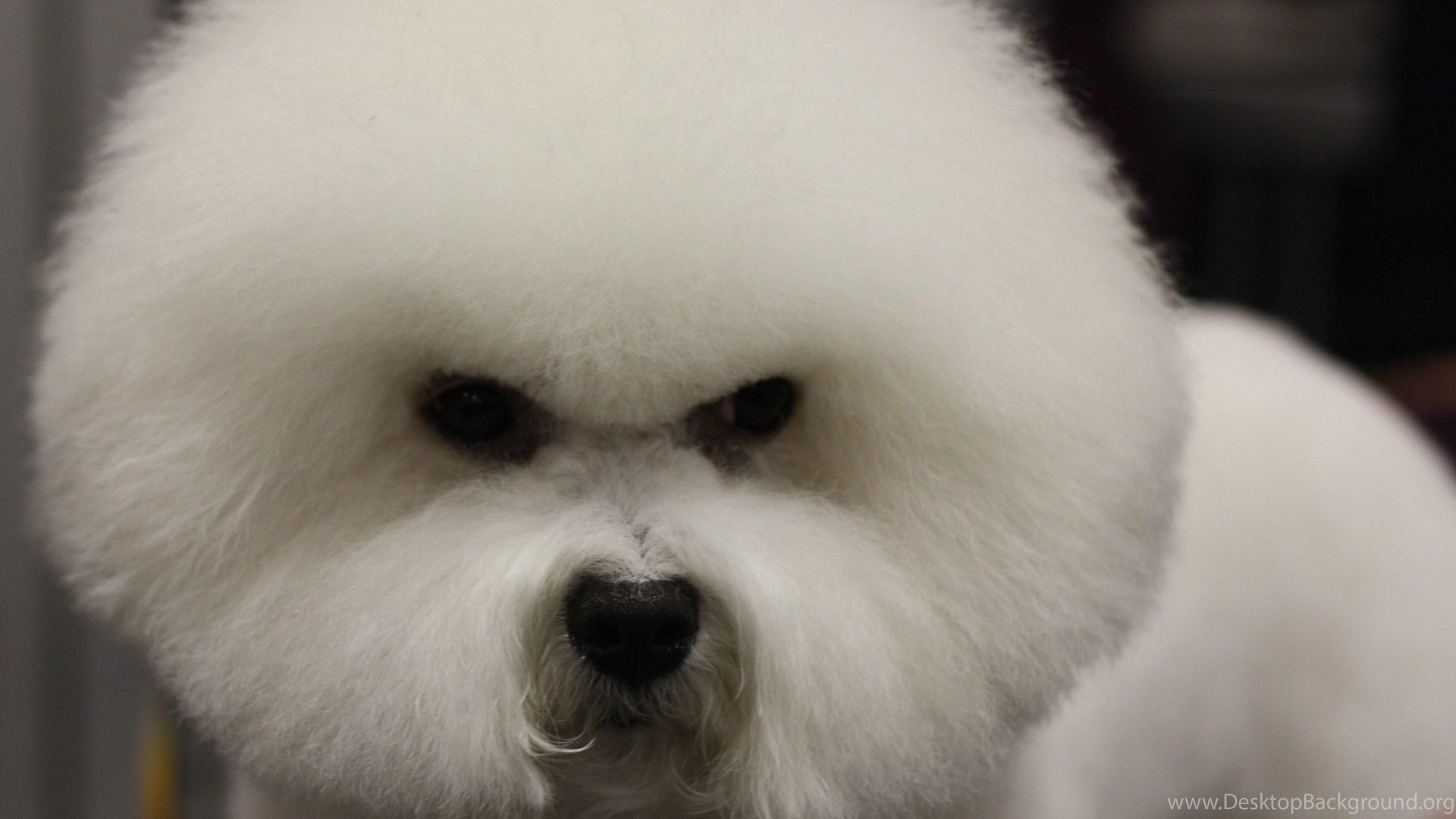 Bichon Wallpapers - Top Free Bichon Backgrounds - WallpaperAccess