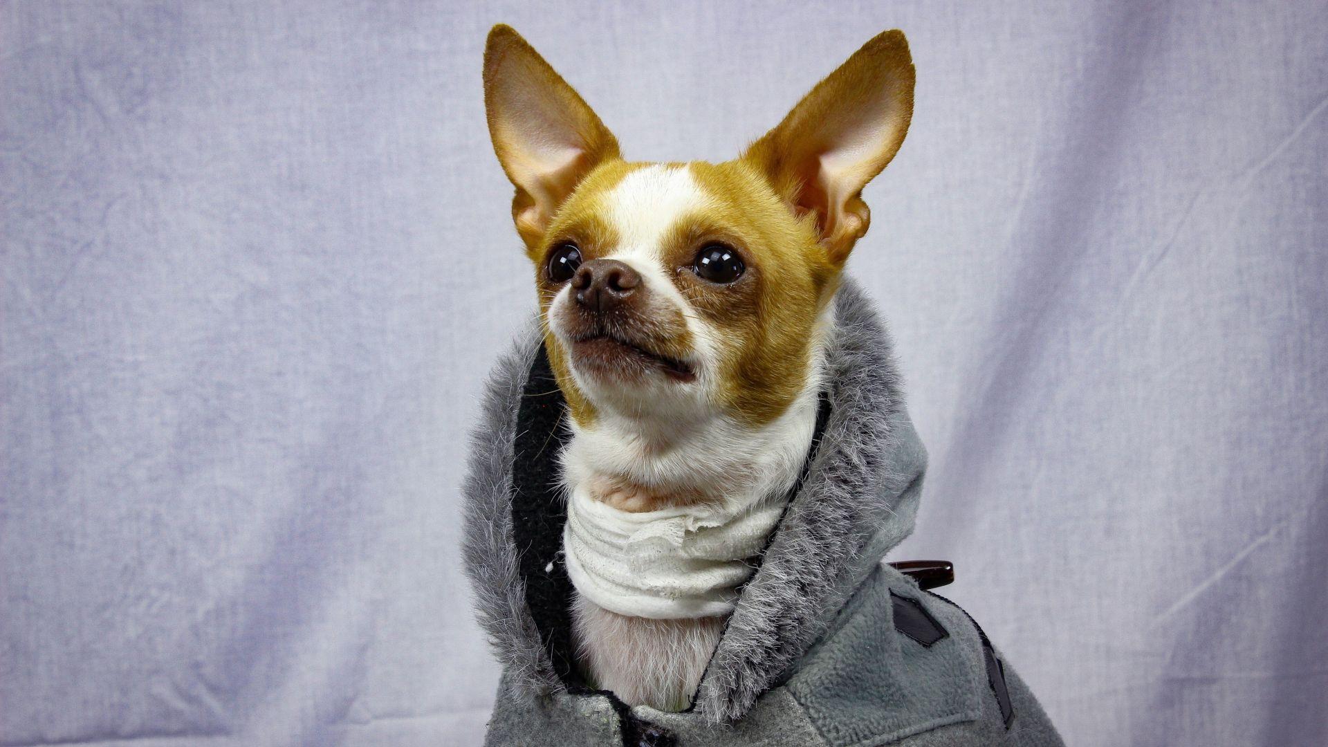 Chihuahua Dogs Wallpapers - Top Free Chihuahua Dogs Backgrounds ...