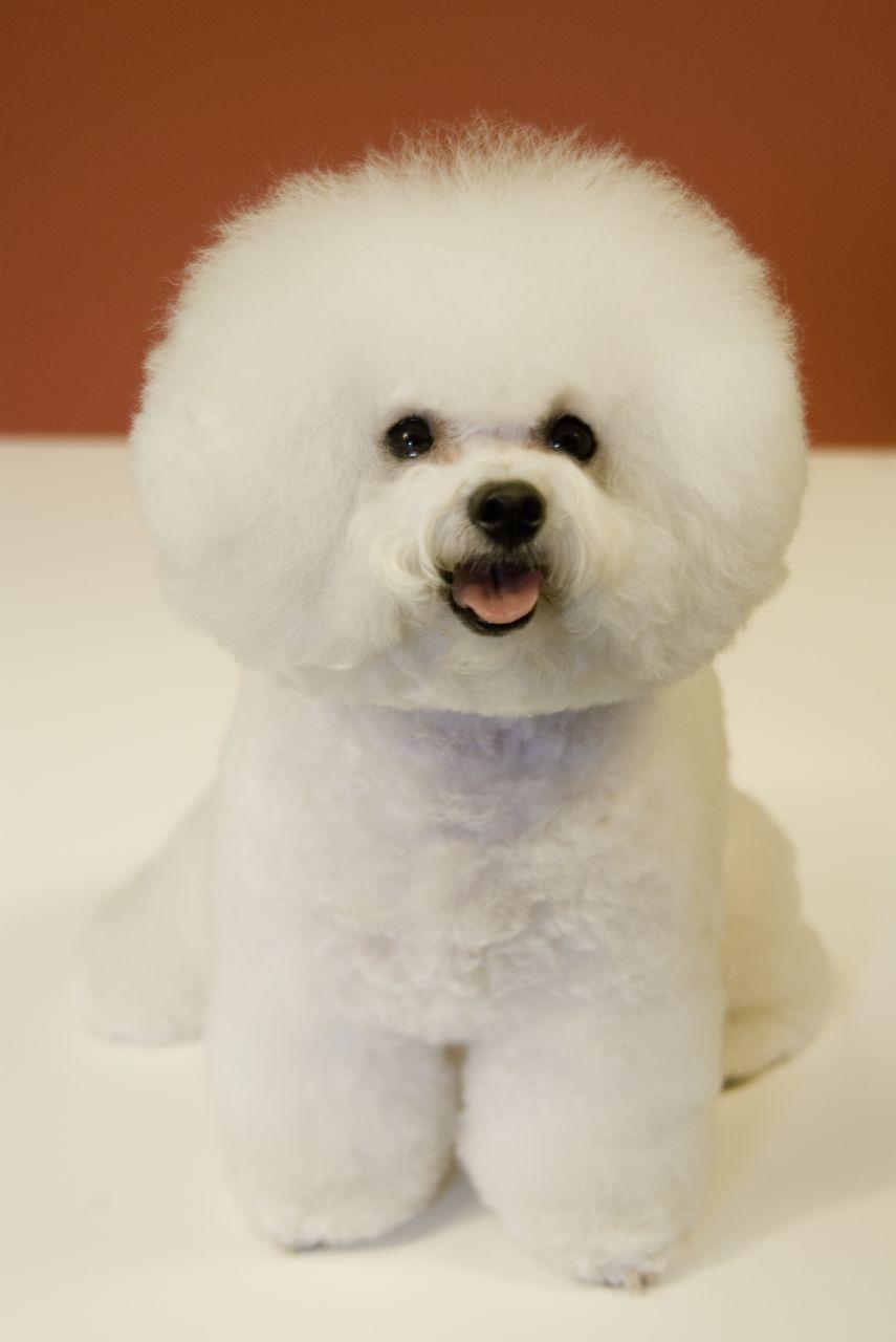 Bichon Wallpapers - Top Free Bichon Backgrounds - WallpaperAccess