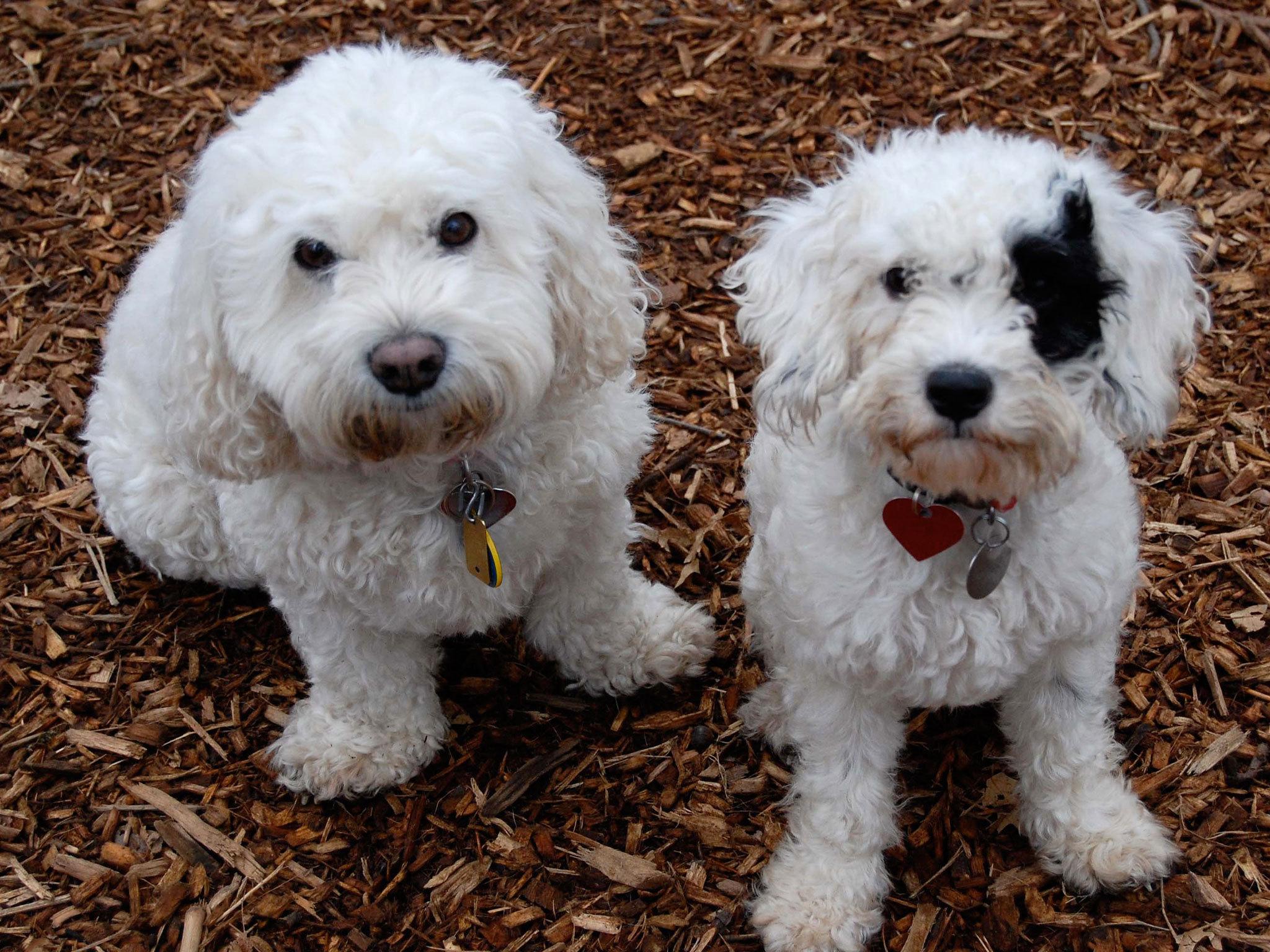 Bichon Wallpapers - Top Free Bichon Backgrounds - WallpaperAccess