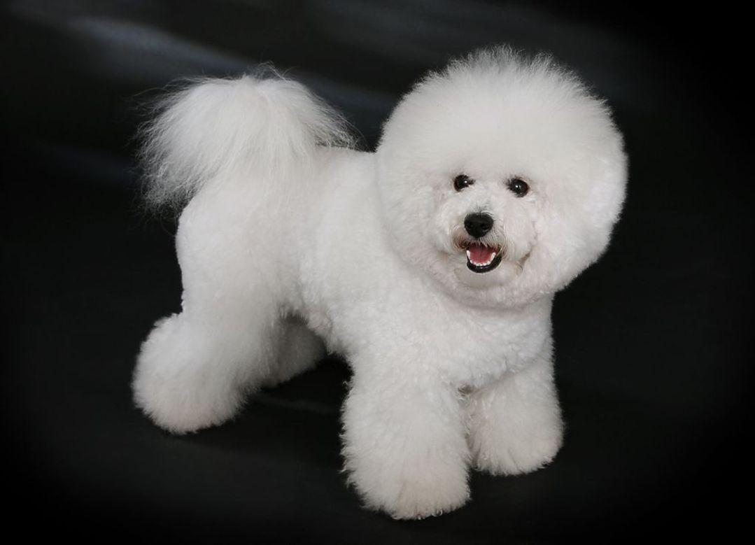 Bichon Wallpapers - Top Free Bichon Backgrounds - WallpaperAccess