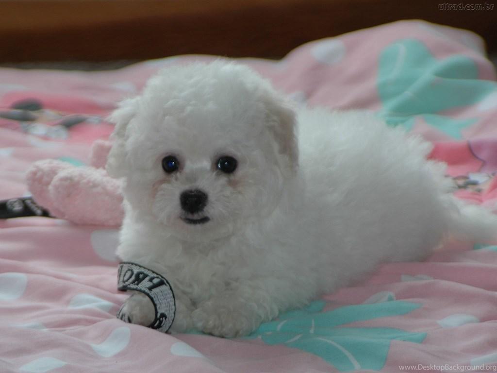 Bichon Wallpapers - Top Free Bichon Backgrounds - WallpaperAccess