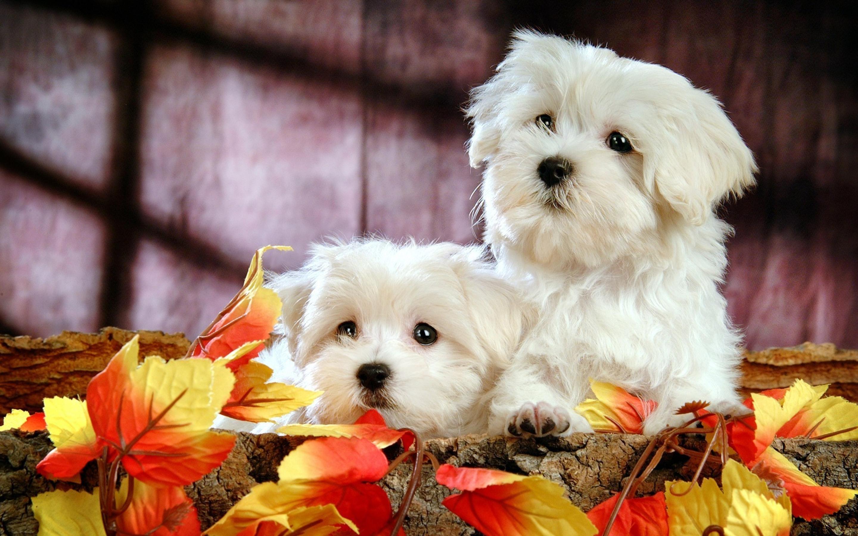 Bichon Wallpapers - Top Free Bichon Backgrounds - WallpaperAccess