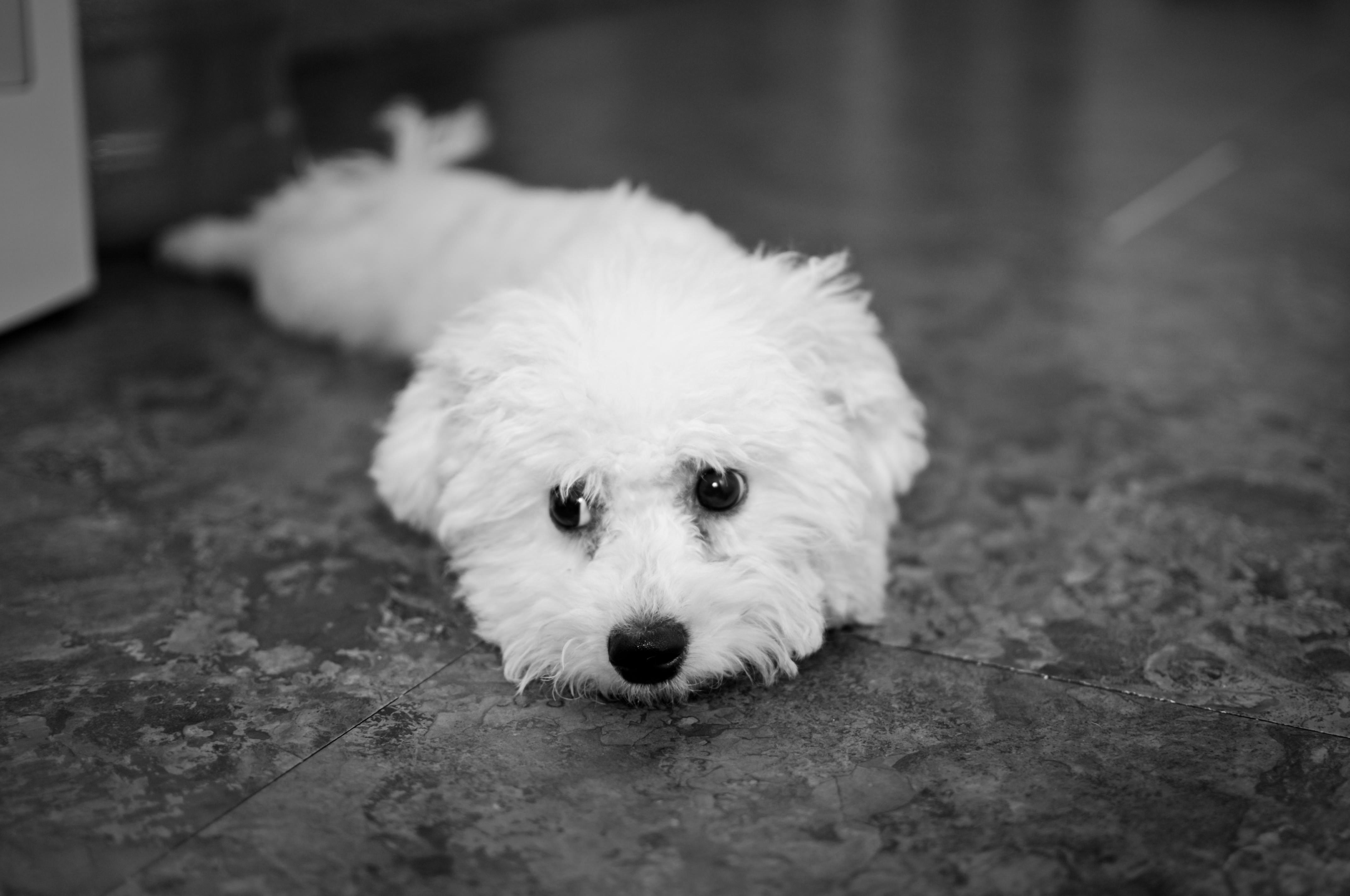 Bichon Wallpapers - Top Free Bichon Backgrounds - WallpaperAccess