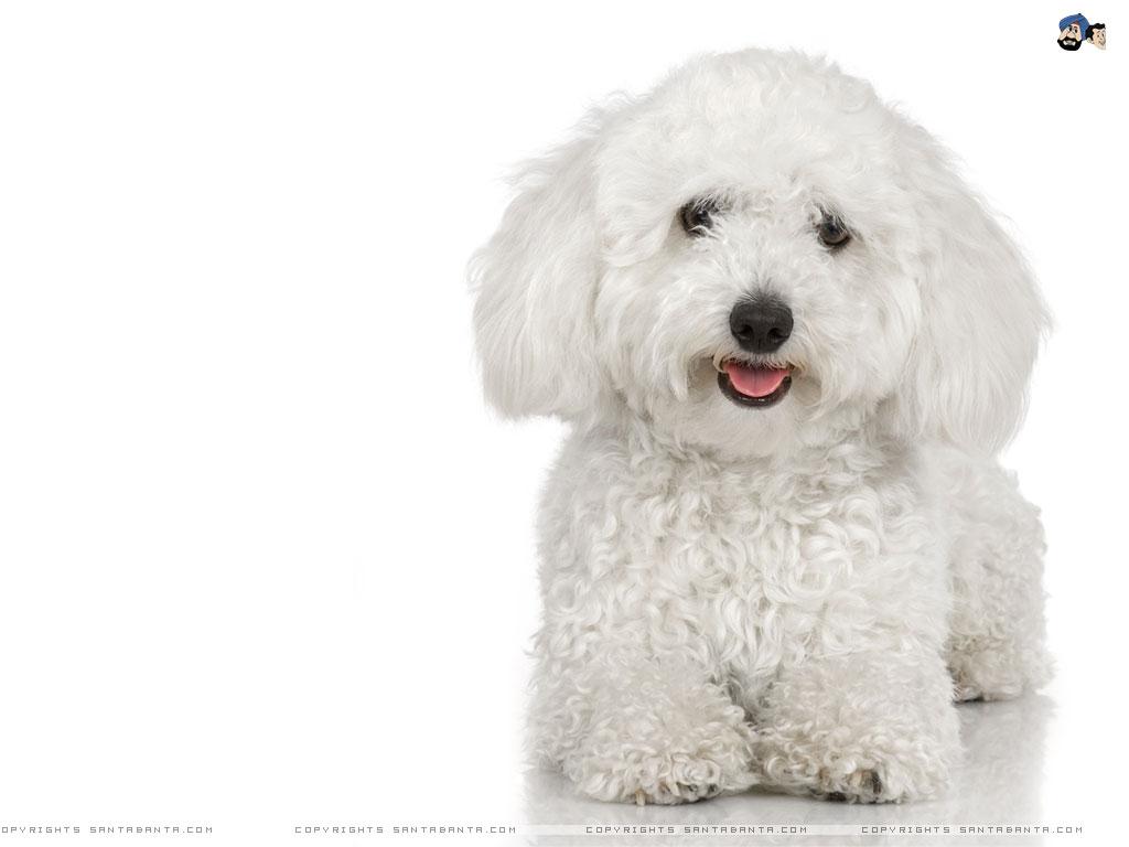 Bichon Wallpapers - Top Free Bichon Backgrounds - WallpaperAccess