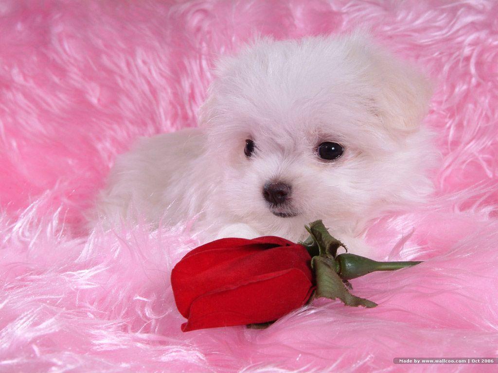 Bichon Wallpapers - Top Free Bichon Backgrounds - WallpaperAccess