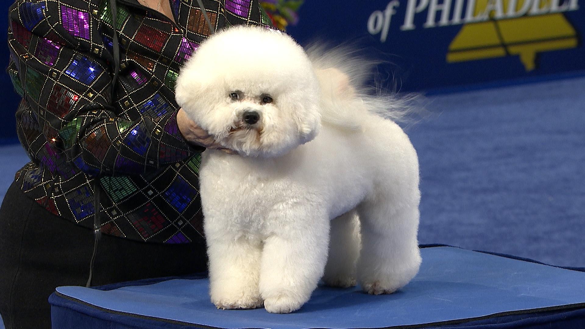 Bichon Wallpapers - Top Free Bichon Backgrounds - WallpaperAccess