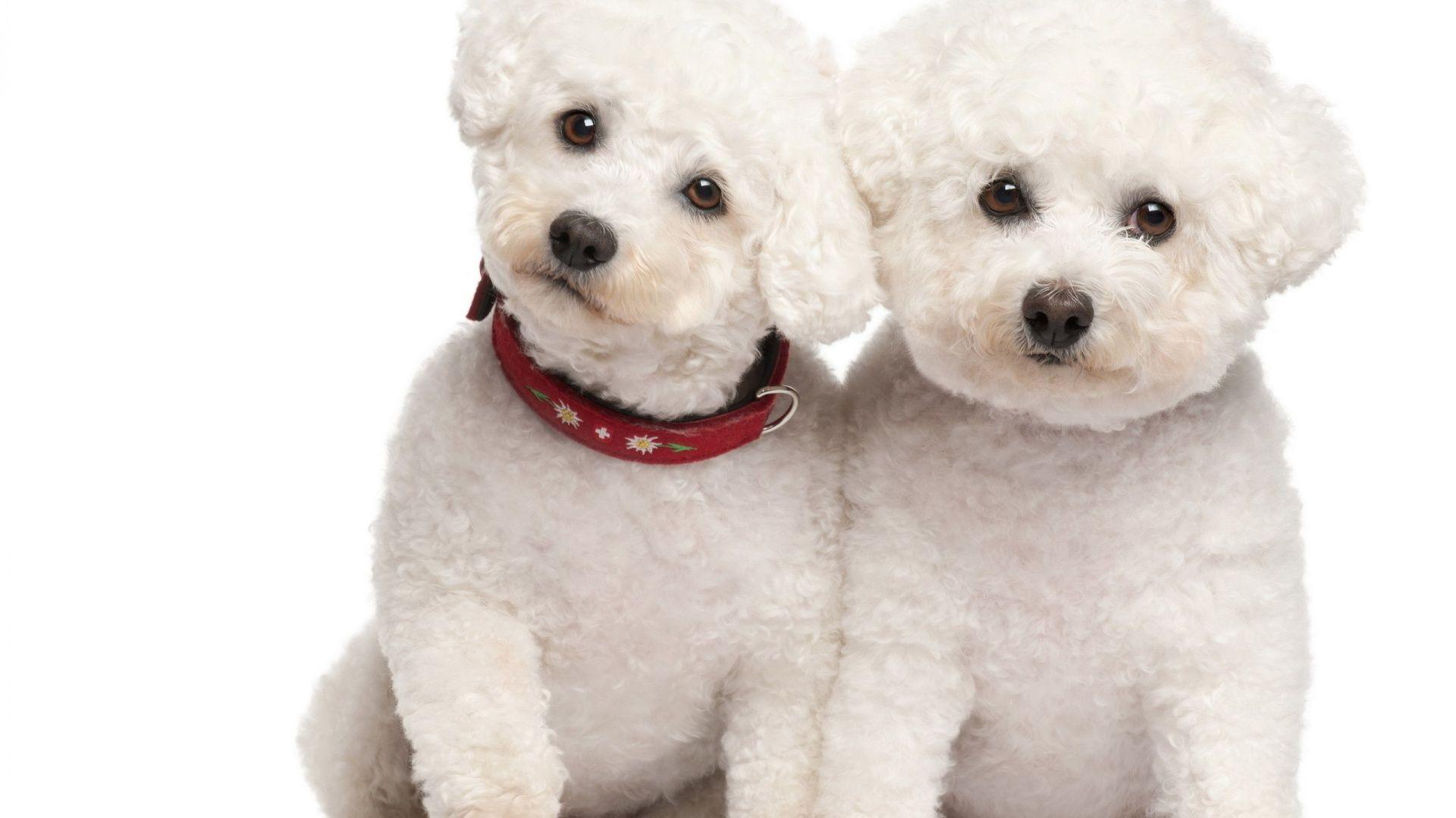 Bichon Wallpapers - Top Free Bichon Backgrounds - WallpaperAccess