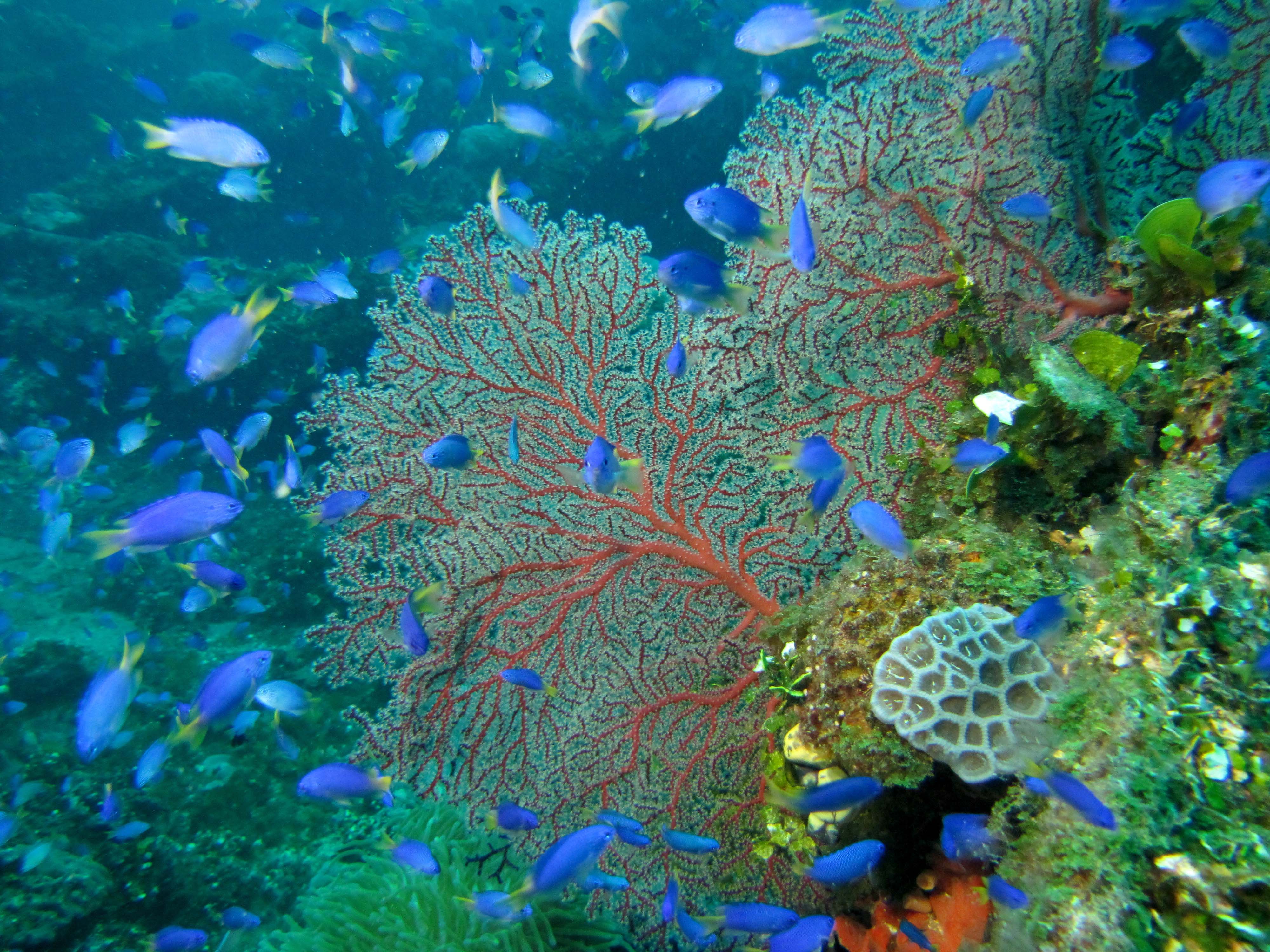 Biodiversity Wallpapers - Top Free Biodiversity Backgrounds ...