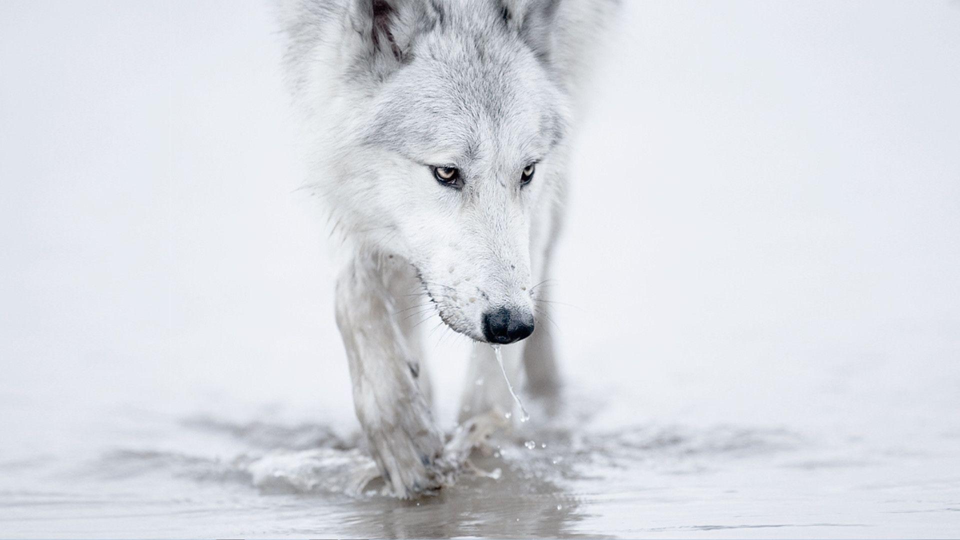 White Wolf Desktop Wallpapers - Top Free White Wolf Desktop Backgrounds ...