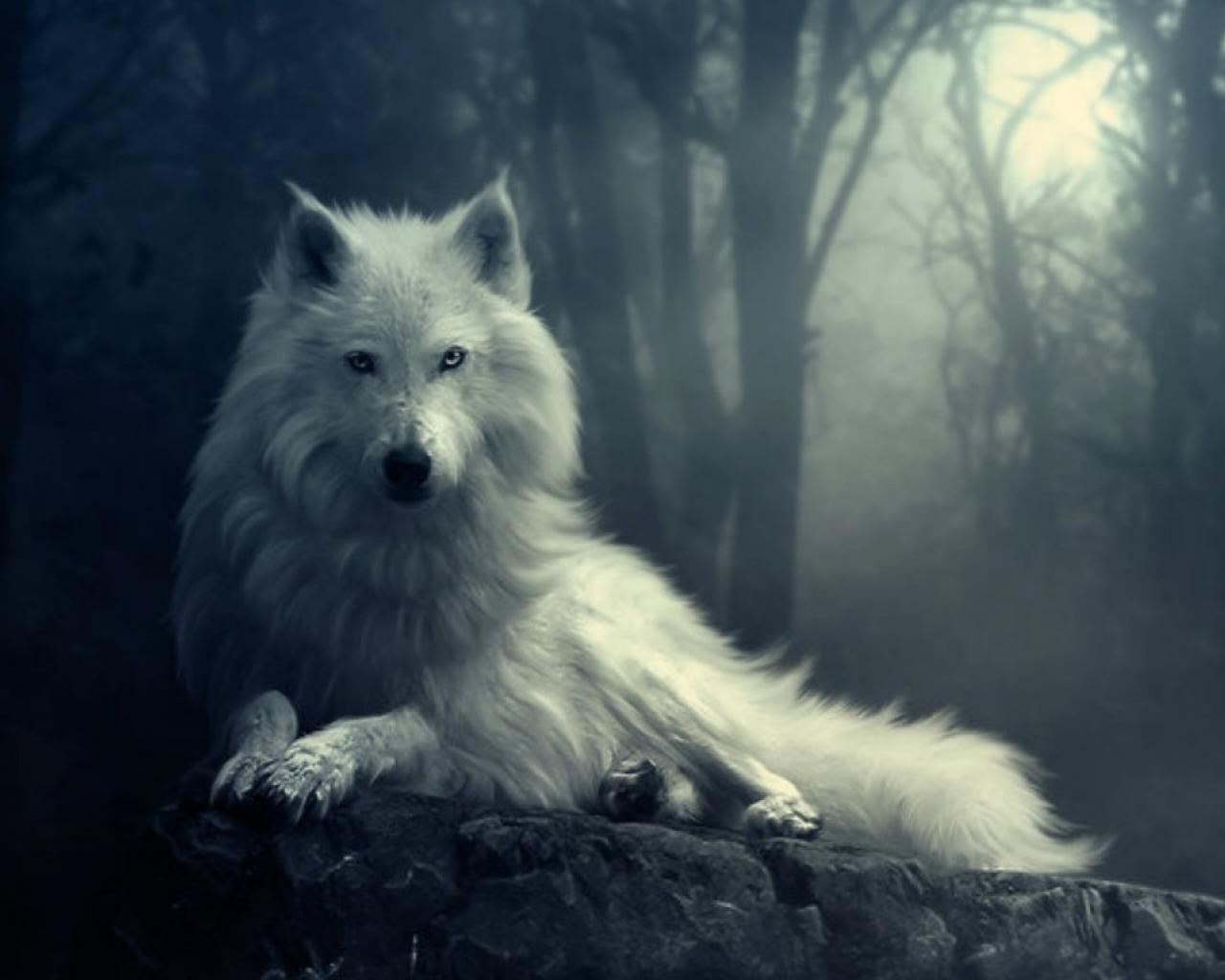 White Wolf Desktop Wallpapers - Top Free White Wolf Desktop Backgrounds ...