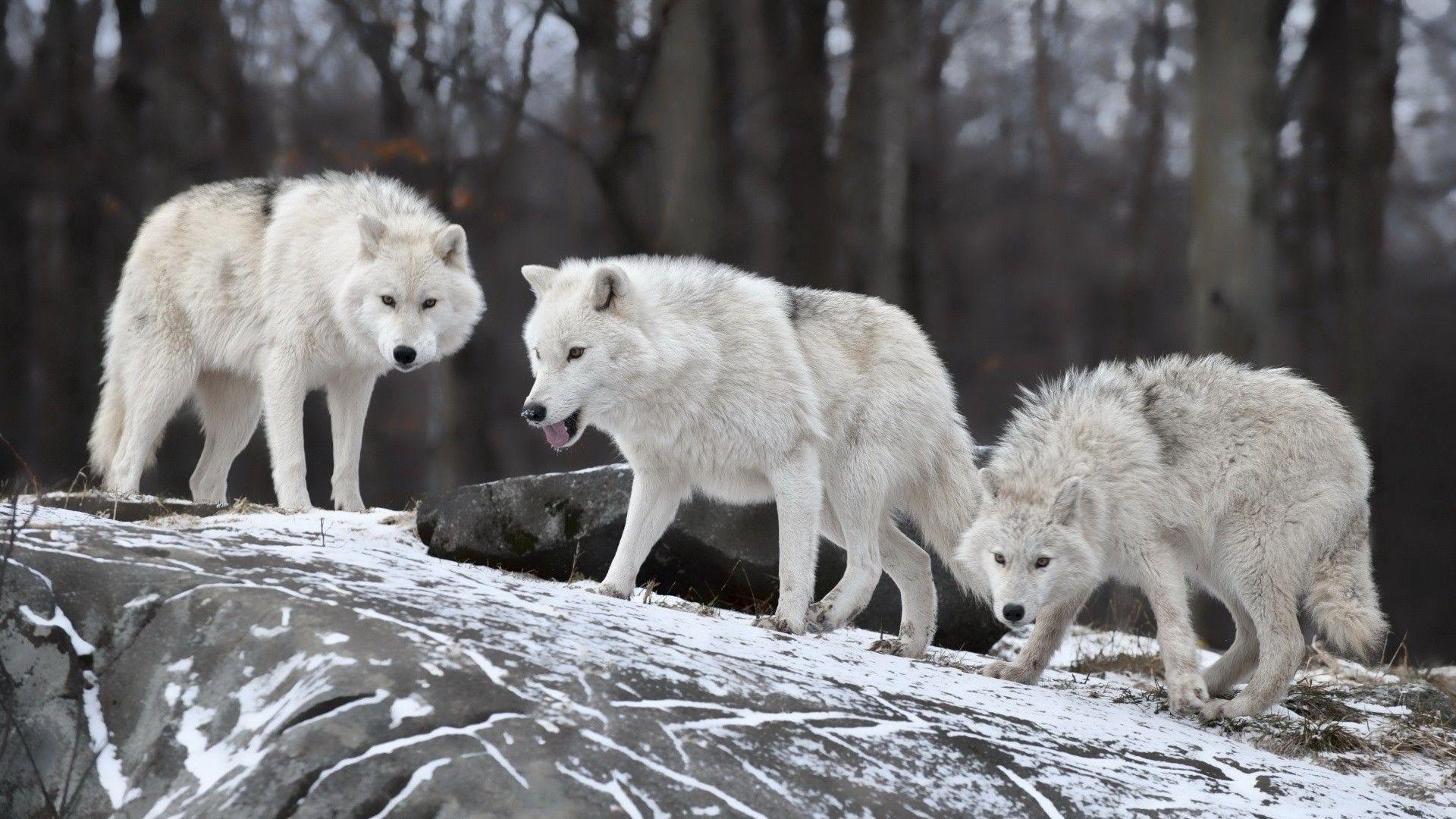 White Wolf Desktop Wallpapers - Top Free White Wolf Desktop Backgrounds ...