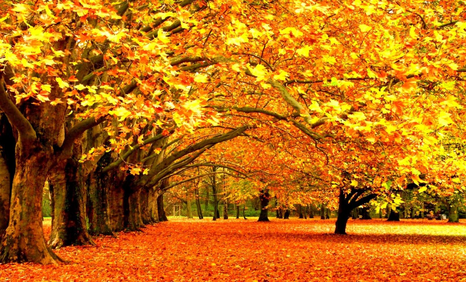 Abstract Autumn Wallpapers - Top Free Abstract Autumn Backgrounds ...