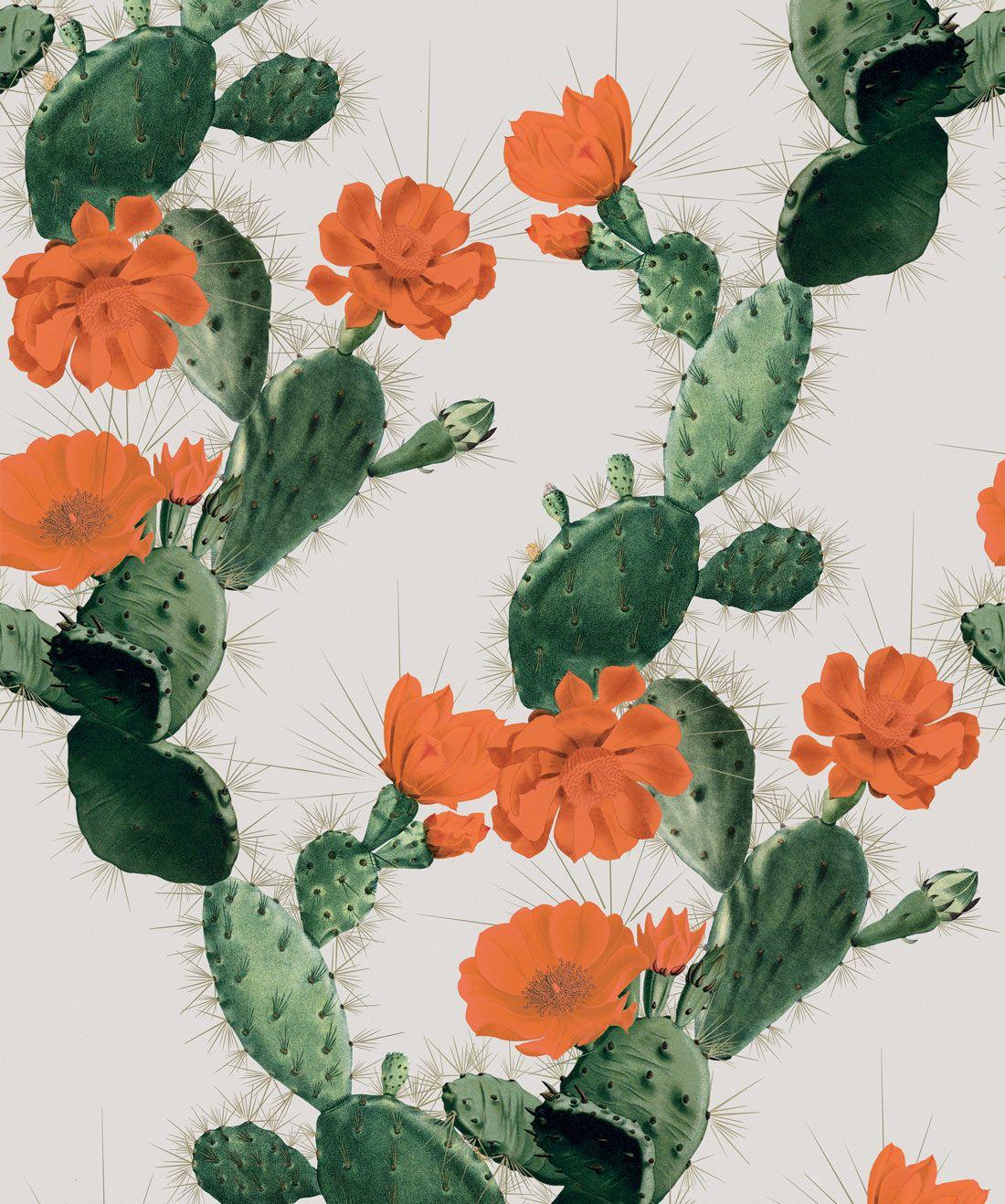 Cool Cactus Wallpapers - Top Free Cool Cactus Backgrounds - WallpaperAccess